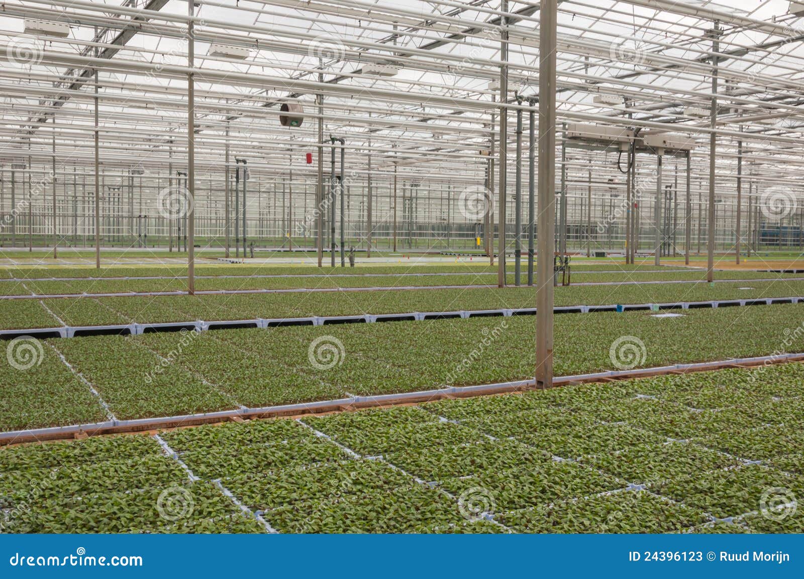 Large Dutch Greenhouse Complex with Many Plants Stock Image - Image of ...