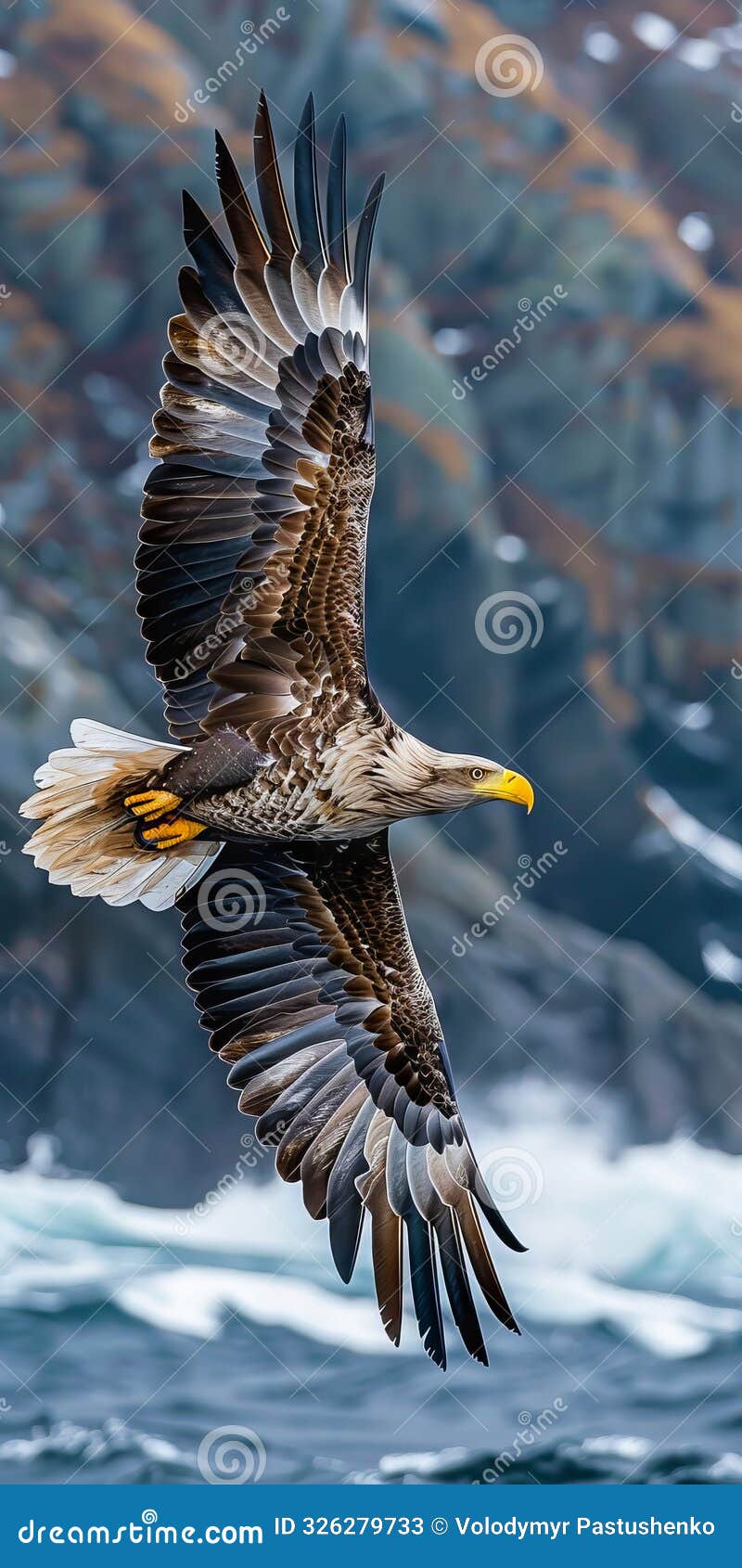 A Large Eagle Flying Over the Ocean Stock Image - Image of feather ...