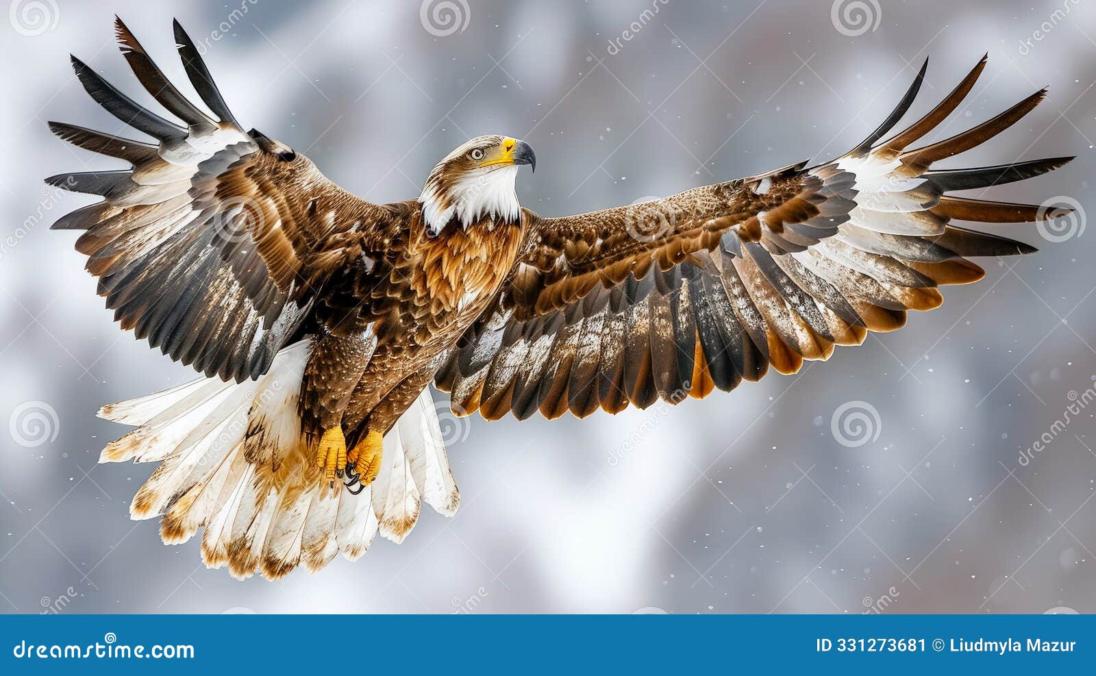 A Large Eagle is Flying through the Sky with Its Wings Spread Wide Stock Image - Image of wild ...