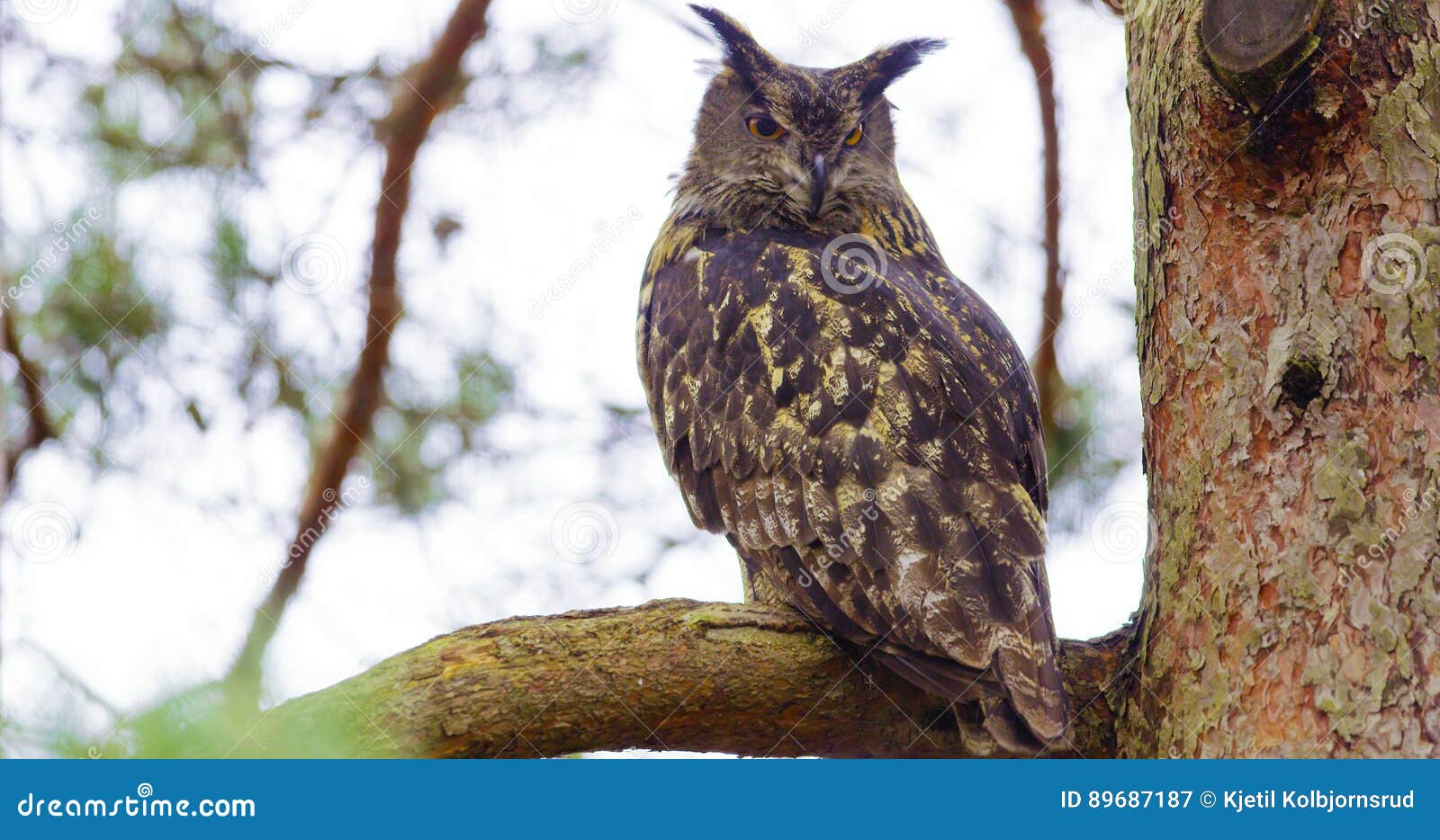 Large Eagle Owl Sitting on a Branch in a Tree Stock Image - Image of ...
