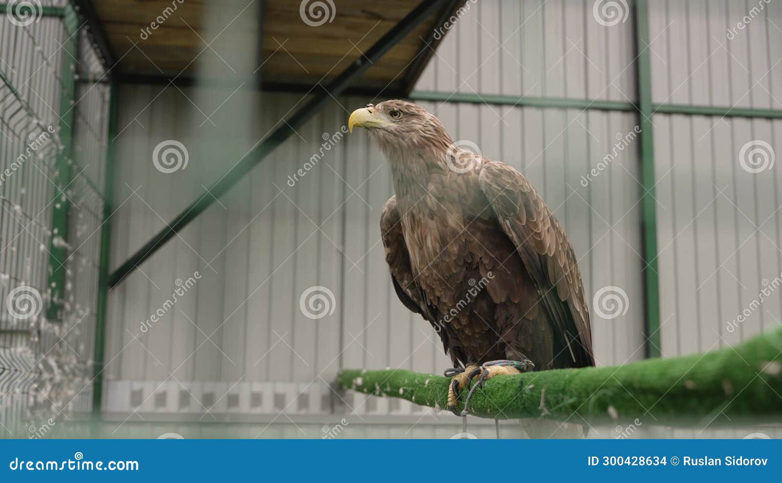 A Large Eagle Stands on a Branch in a Cage at the Zoo. View of a Hawk ...