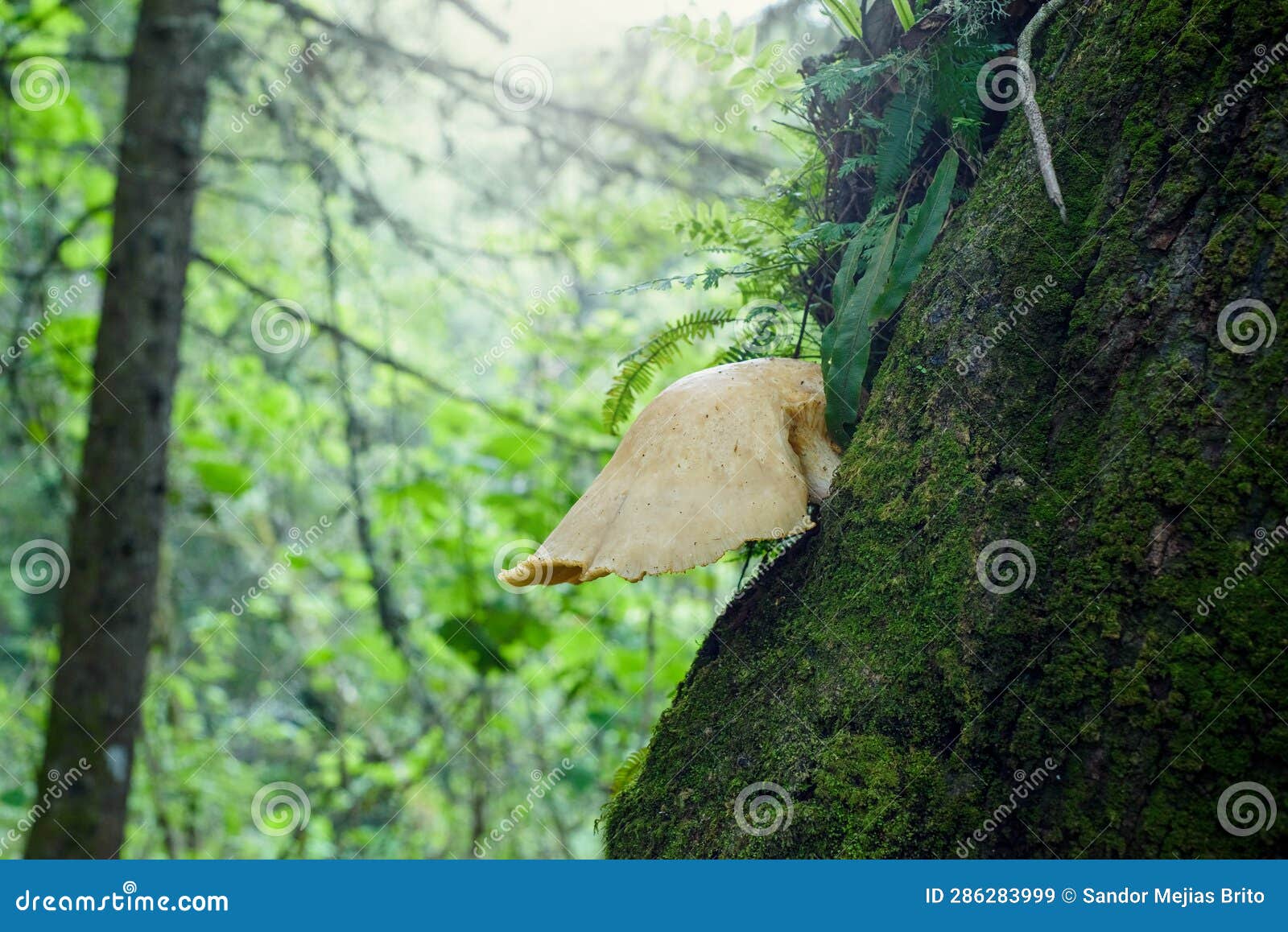 Large Ear-shaped Mushroom on the Trunk of a Tree Stock Image - Image of ...