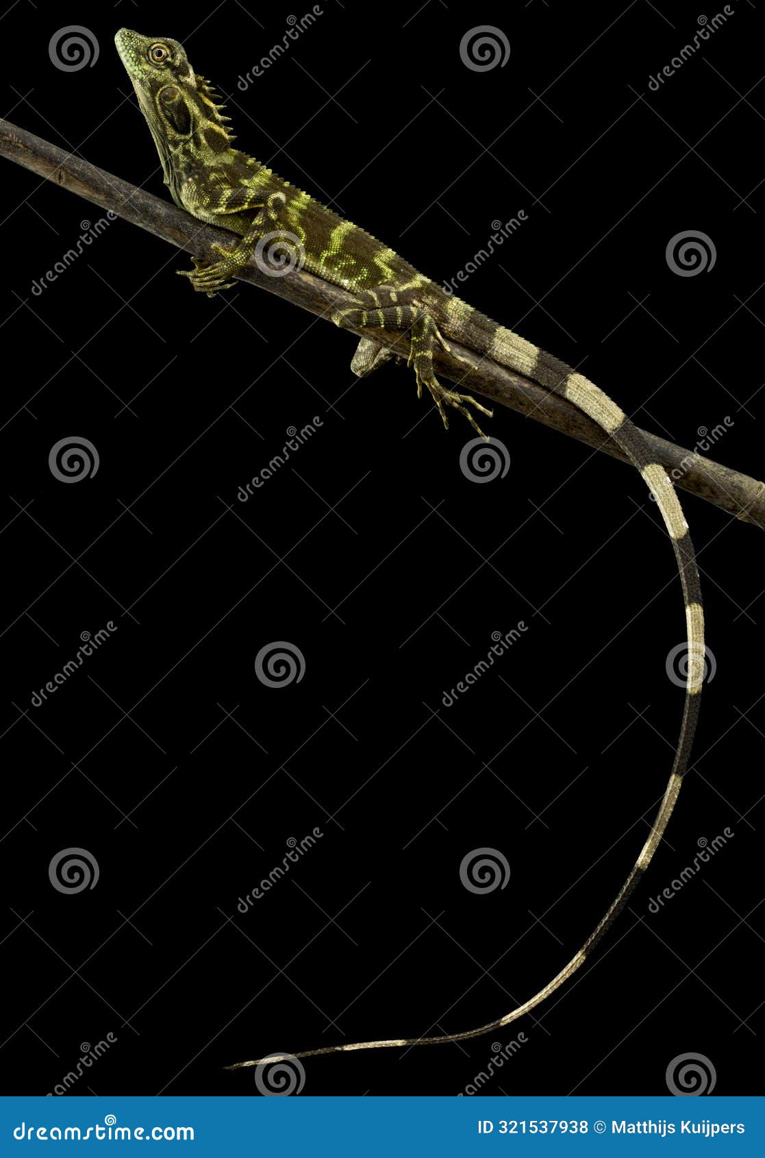 Large Eared Anglehead Agama (Hypsilurus Auritus) Stock Photo - Image of ...