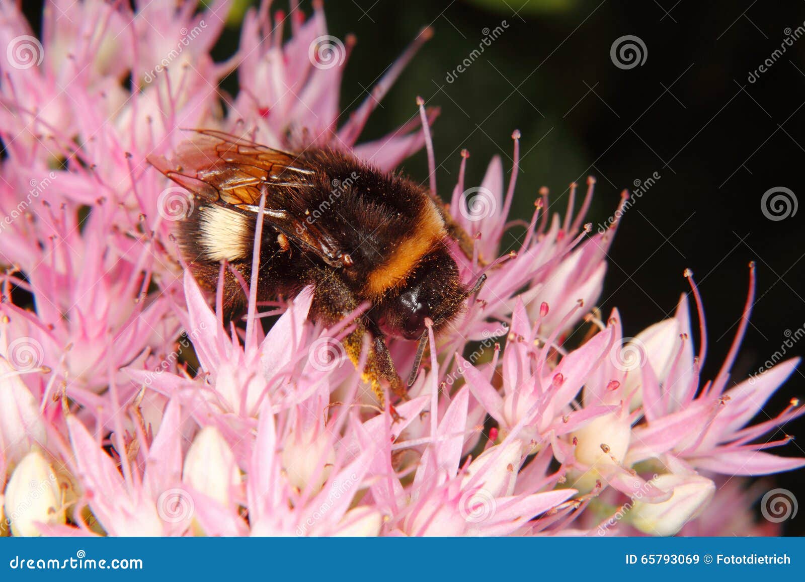 Large Earth Bumblebee (Bombus Terrestris) Stock Image - Image of ...