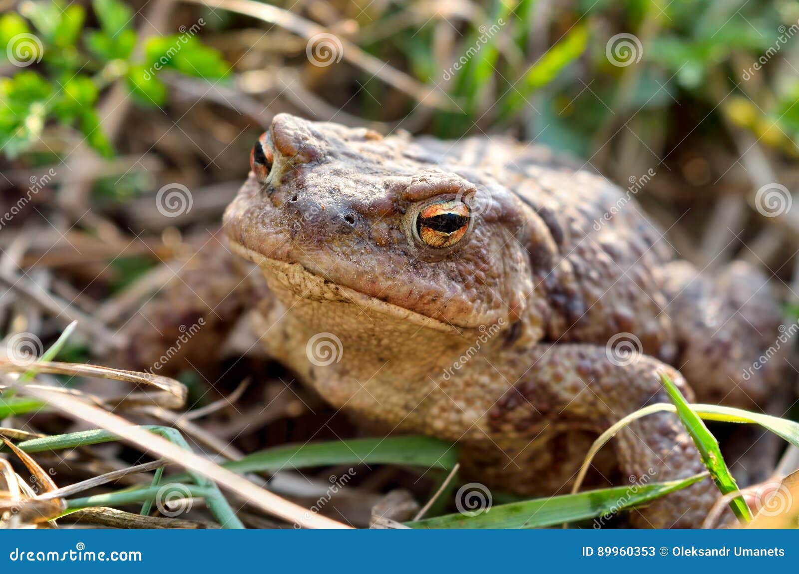 Large Earth Toad Hunts from Shelter in the Dry Grass Stock Image ...