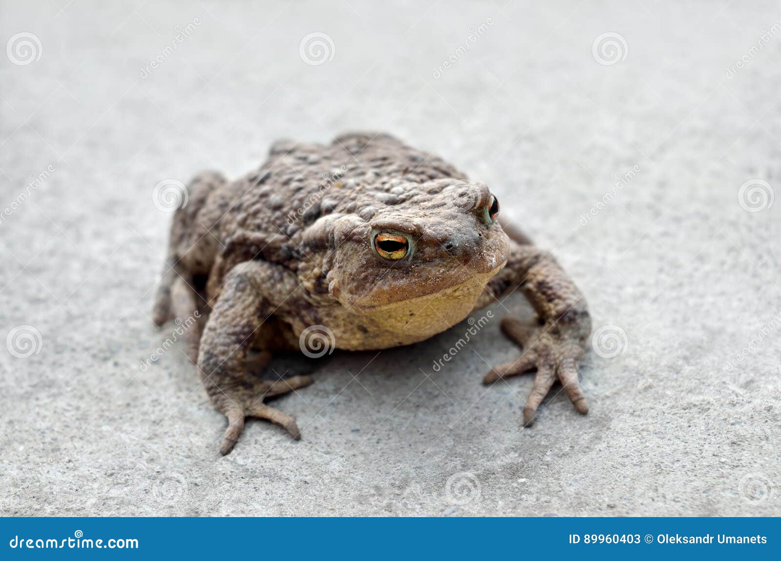 Large Earth Toad Sits on a Concrete Road Stock Image - Image of earth ...