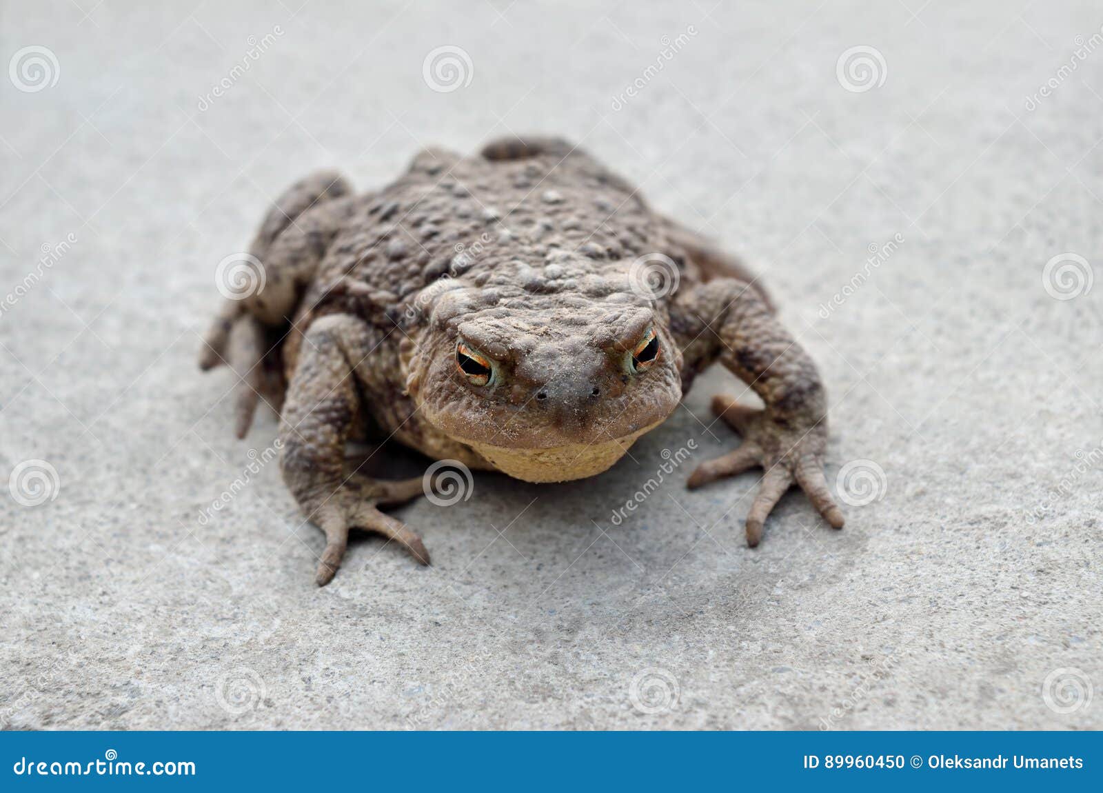 Large Earth Toad Sits on a Concrete Road Stock Photo - Image of ...