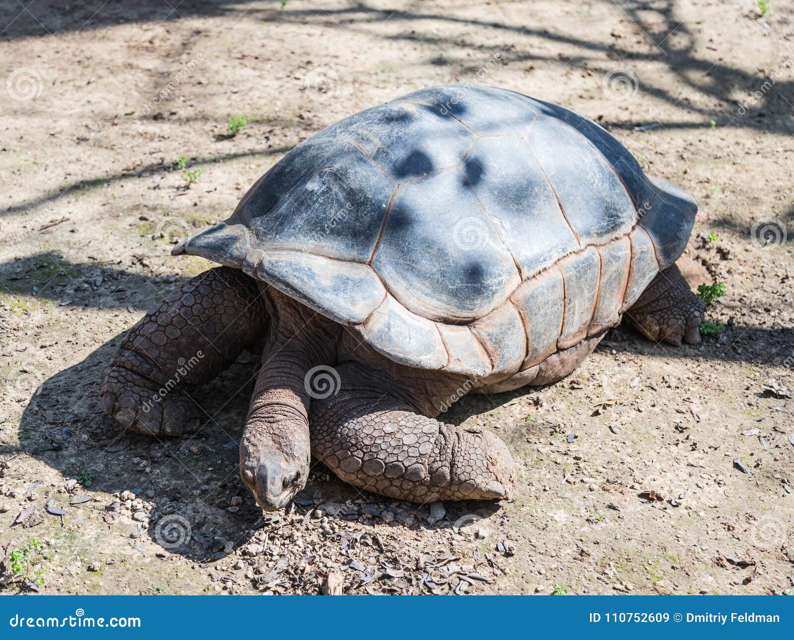 A Large Earth Turtle Crawls on the Ground on a Sunny Day Stock Image ...