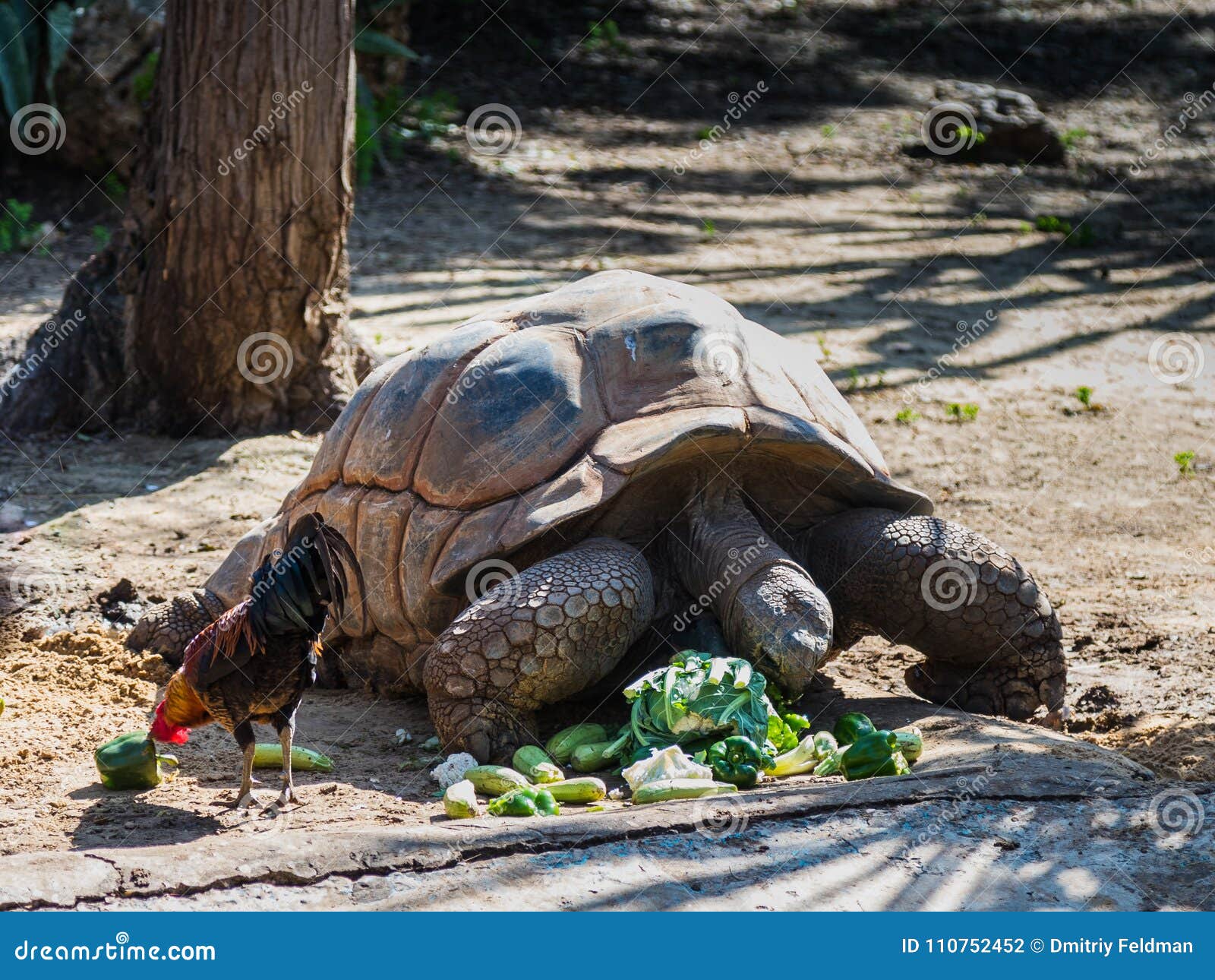 A Large Earthen Turtle Eats Vegetables Scattered on the Ground Stock ...
