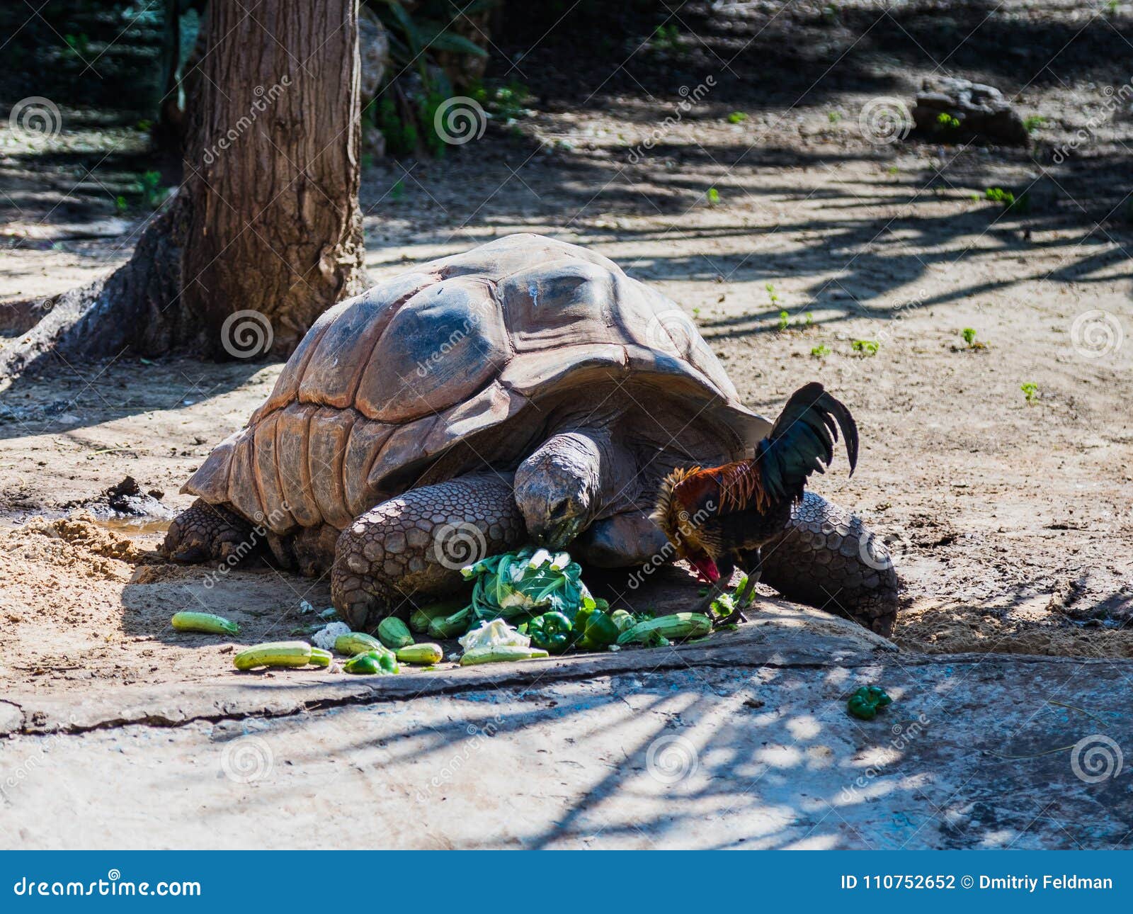 A Large Earthen Turtle Eats Vegetables Scattered on the Ground Stock ...