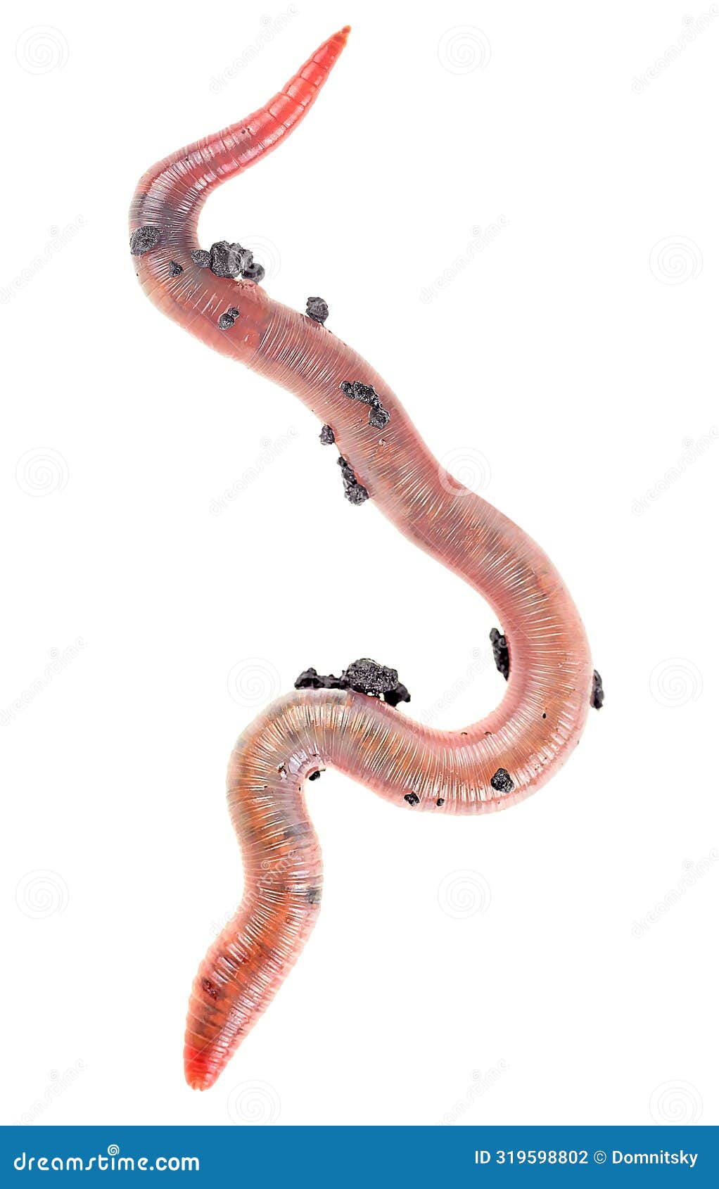 Large Earthworm Isolated on White Background, Top View. Dendrobena ...