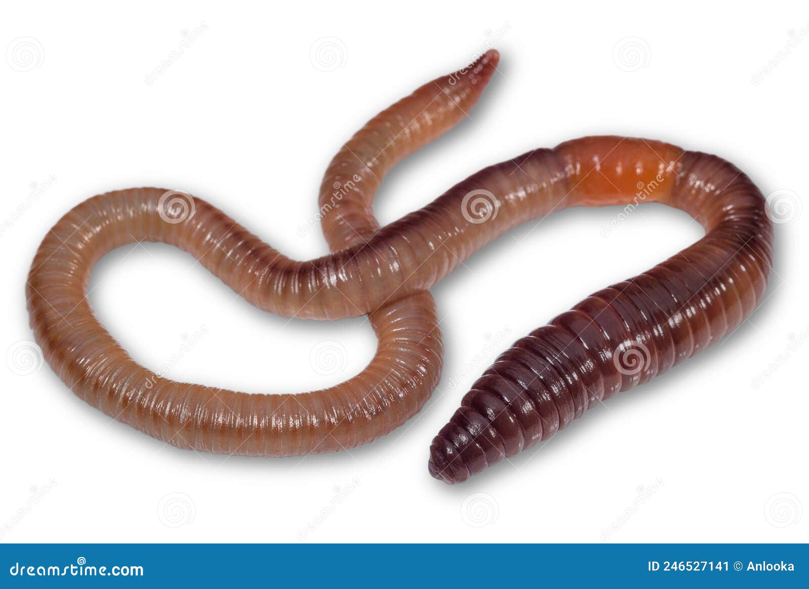 Wriggling Earthworm on White Background Stock Image - Image of ...