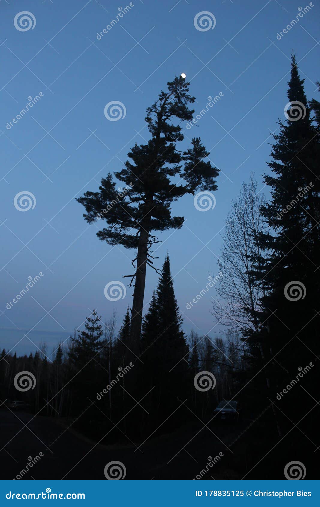 Giant Eastern White Pine Tree with a Full Moon at the Top Stock Image ...