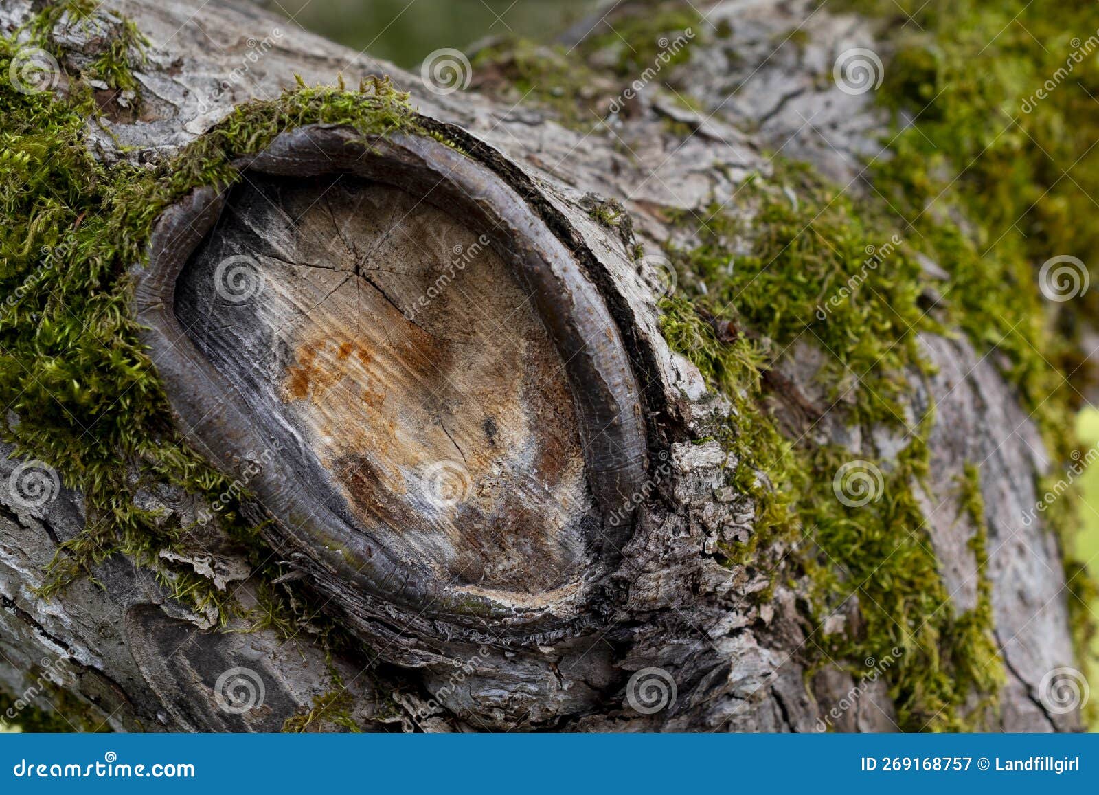 Large Egg Shaped Tree Knot Covered in Moss Stock Image - Image of large ...