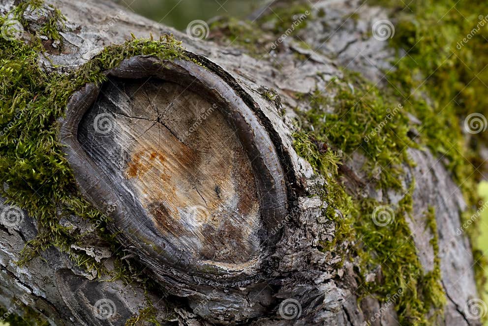 Large Egg Shaped Tree Knot Covered in Moss Stock Image - Image of large ...