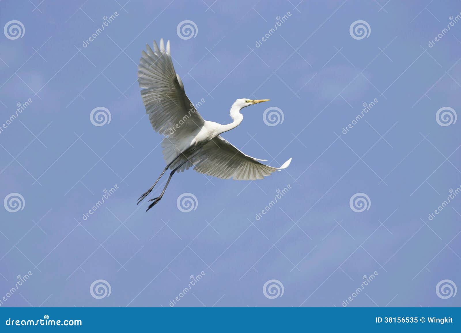 Large egret bird flying stock image. Image of dynamic - 38156535