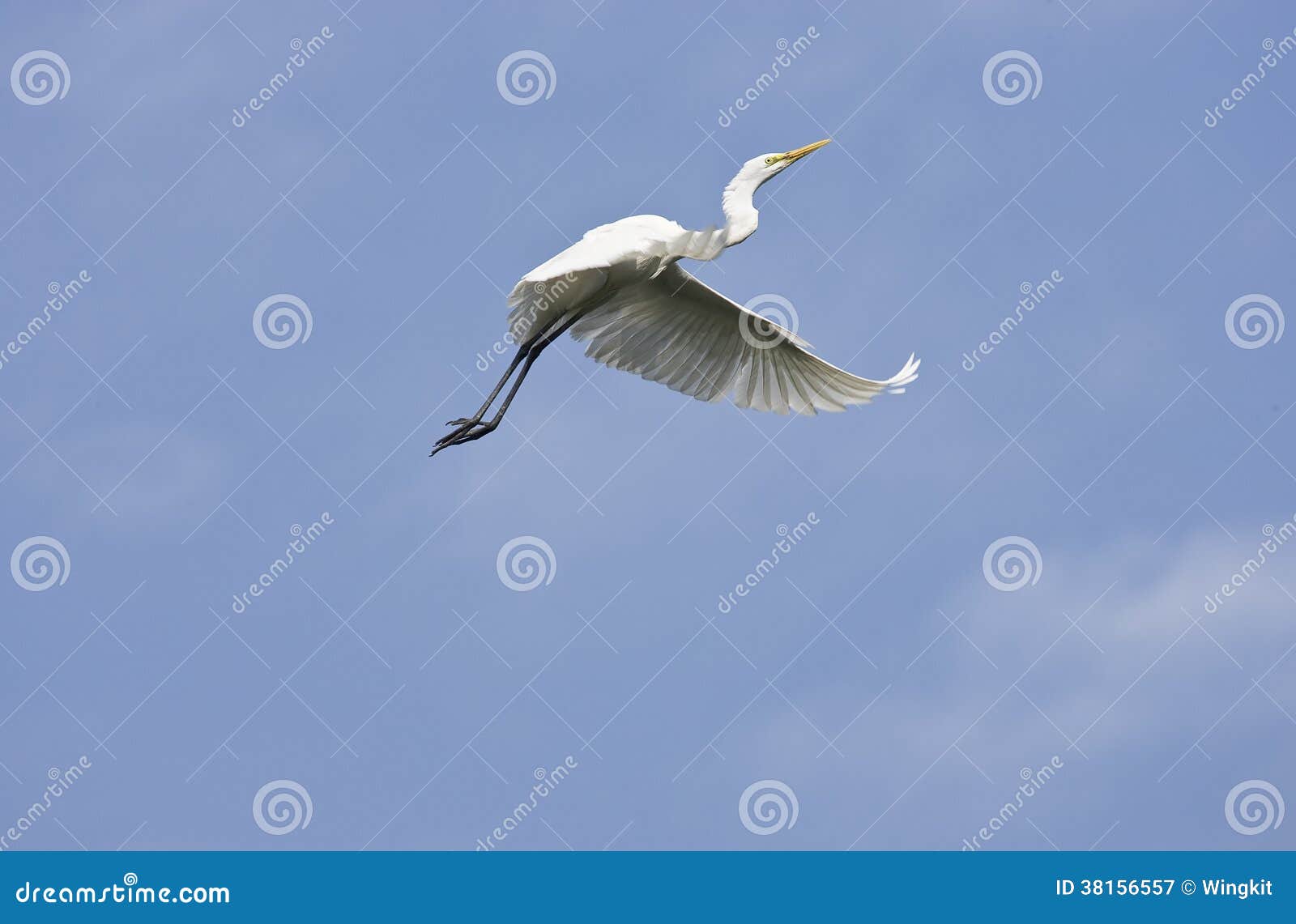 Large egret bird flying stock image. Image of pretty - 38156557
