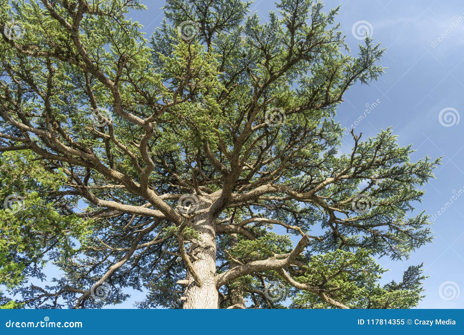 Large, Elderly and Wide-branch Tar Tree Stock Image - Image of region ...