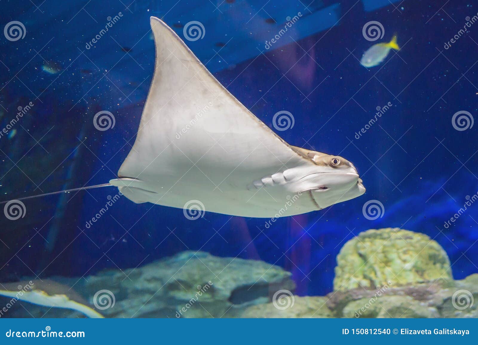 Large Electric Ramp with a Long Sharp Tail and Several Small Black and ...