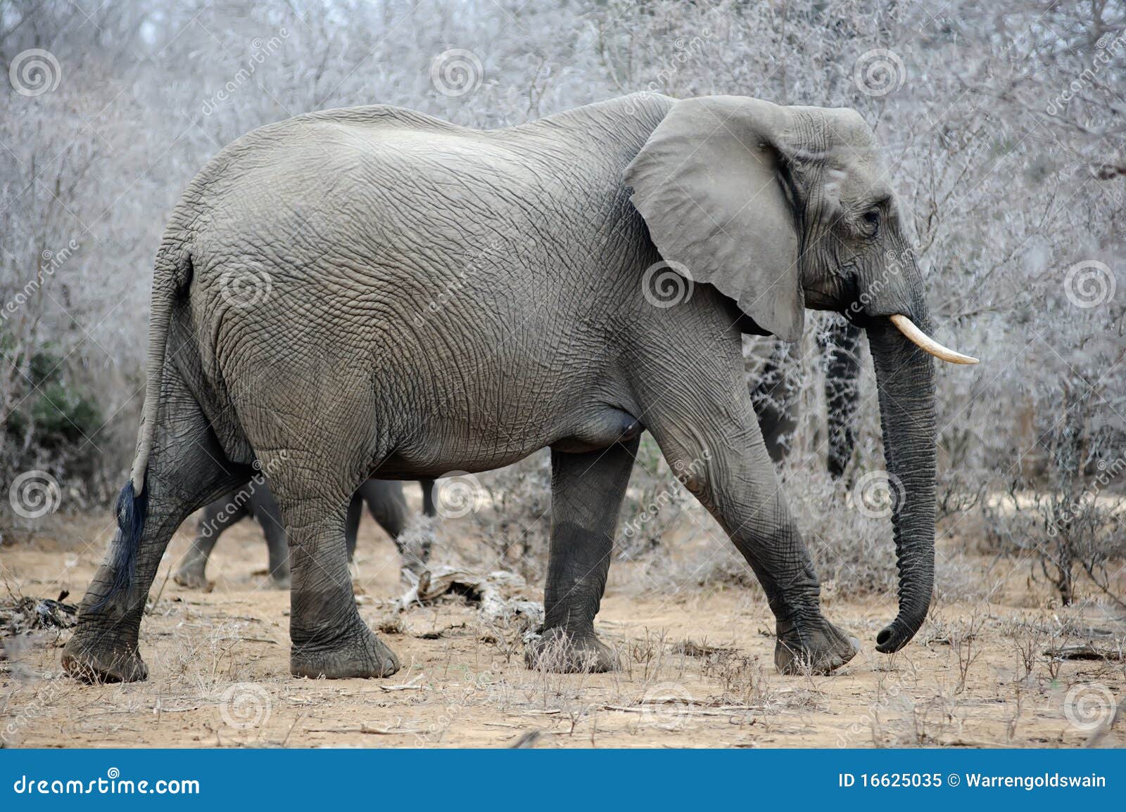 Large Elephant stock image. Image of closeup, brown, giant - 16625035