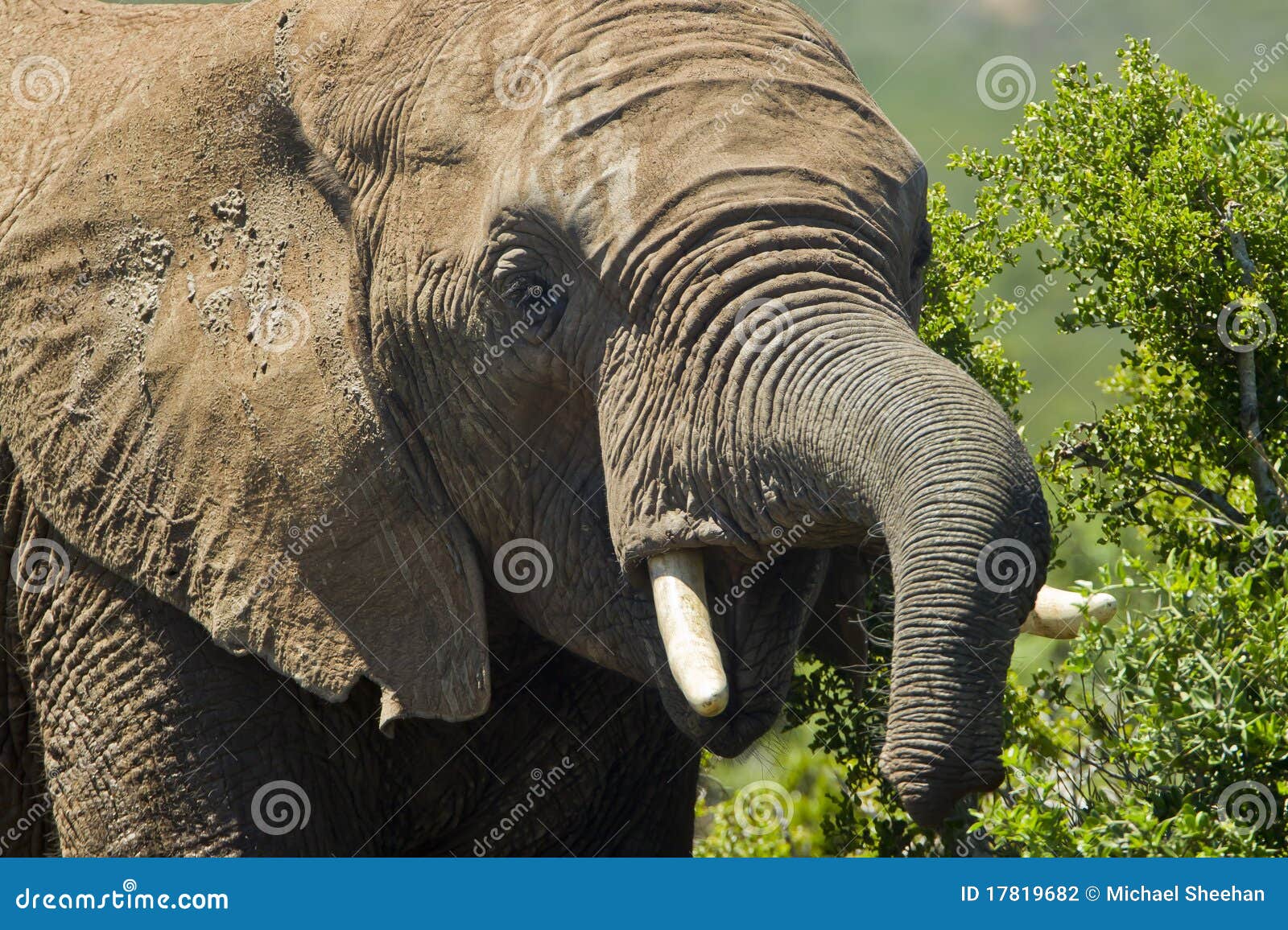 Large elephant stock photo. Image of africa, large, tall - 17819682