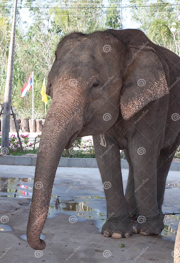 A large elephant stock photo. Image of long, human, pachyderm - 22730248