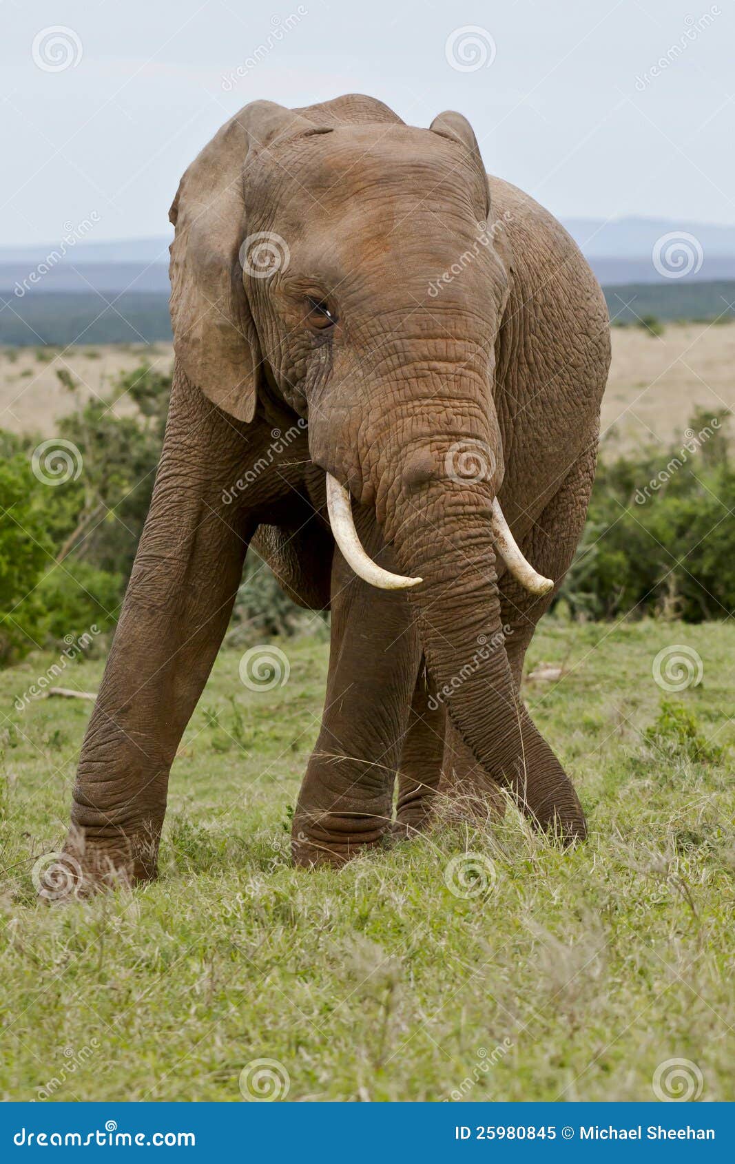 Large elephant stock image. Image of massive, ivory, great - 25980845