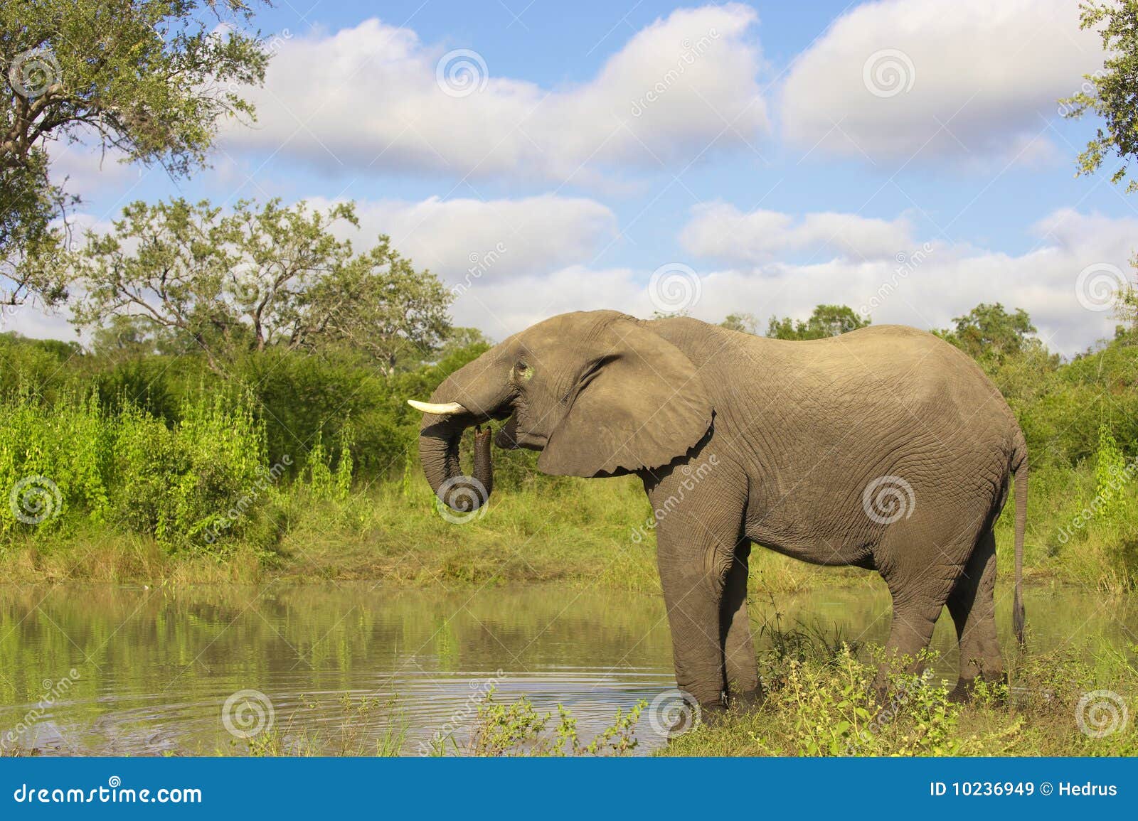 Large elephant bull stock image. Image of leaves, grey - 10236949