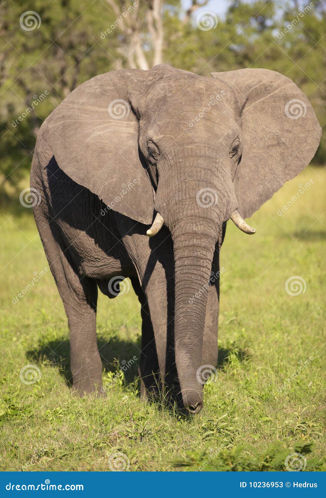 Large Elephant Cardon Cactus At A Desert With Blue Sky, Baja California ...