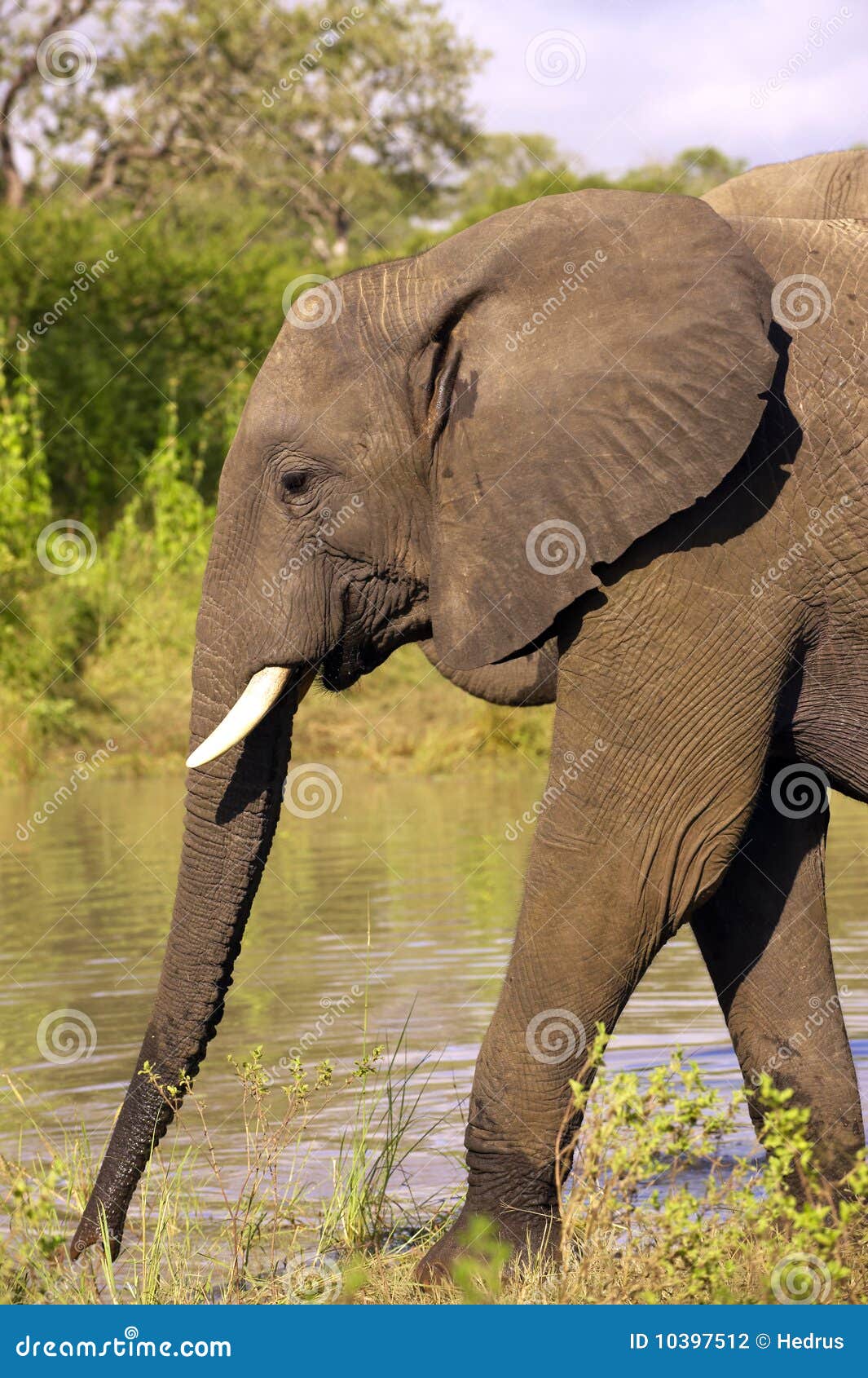Large elephant bull stock photo. Image of clouds, bush - 10397512