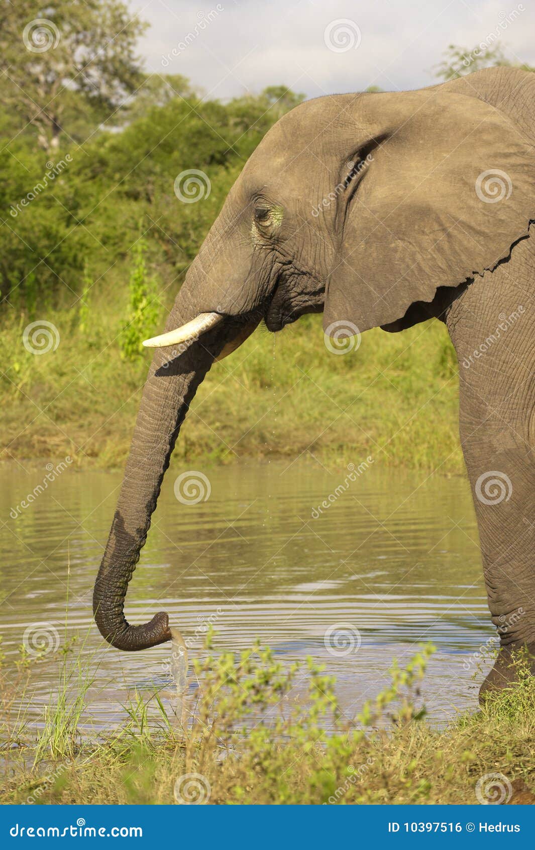 Large elephant bull stock photo. Image of green, bull - 10397516