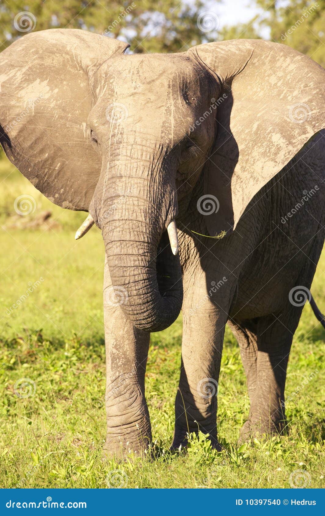 Large elephant bull stock photo. Image of ears, animal - 10397540