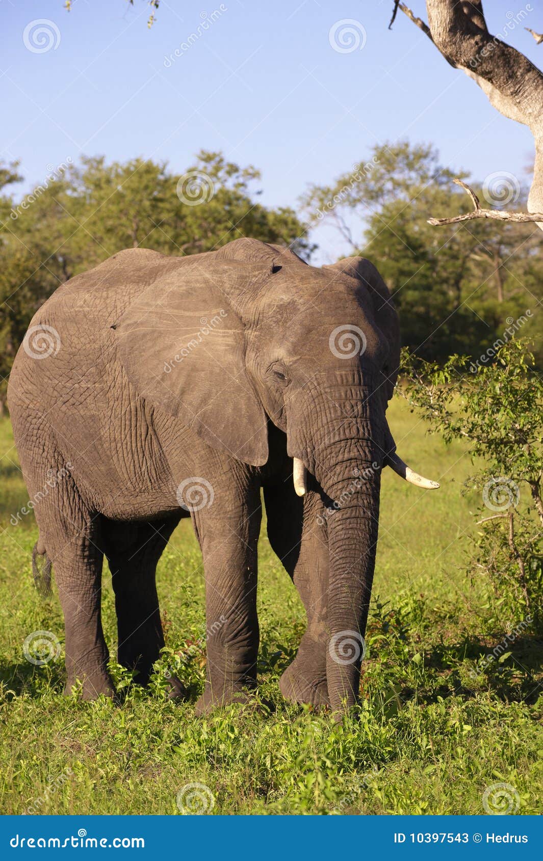 Large elephant bull stock image. Image of endangered - 10397543