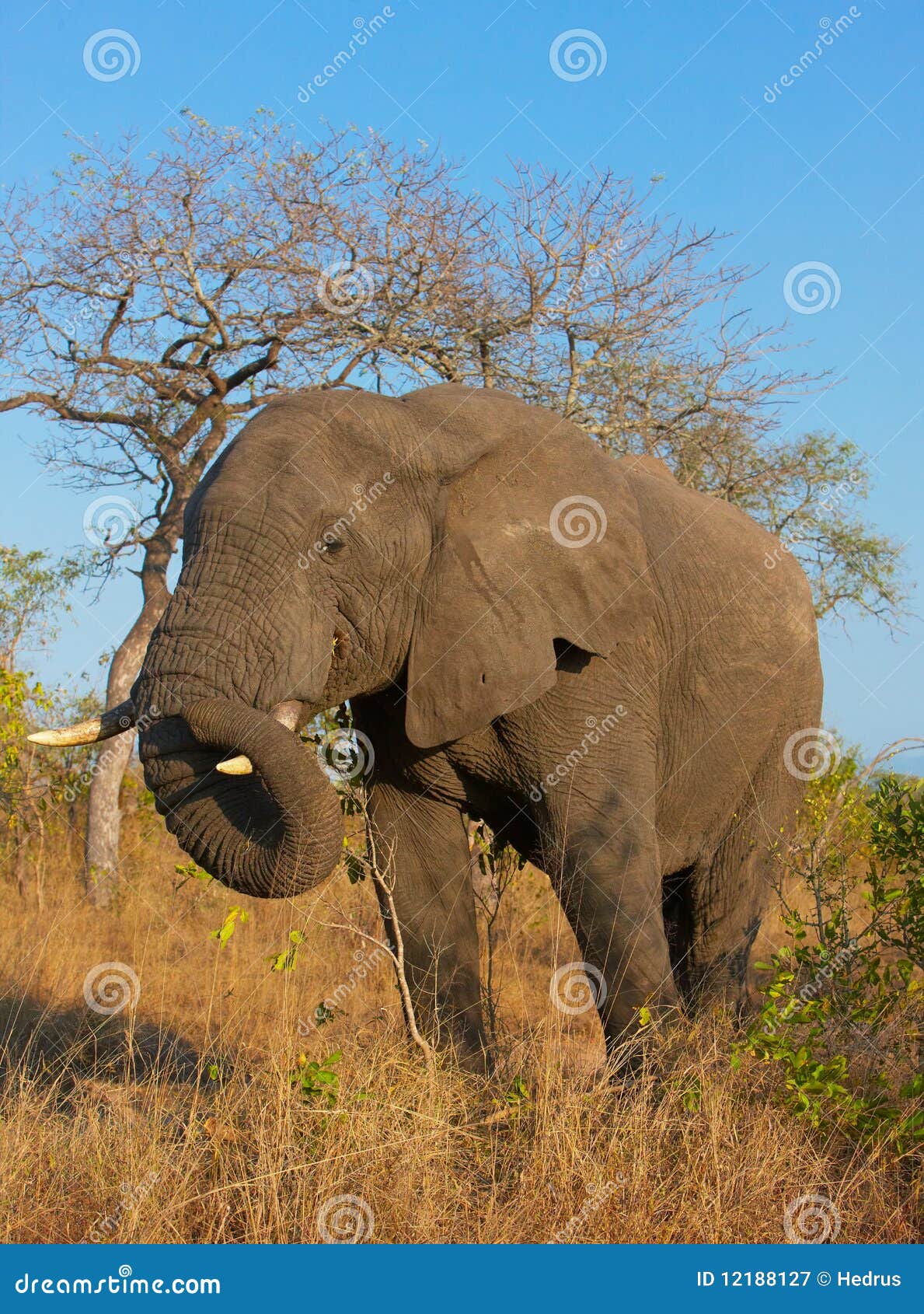 Large elephant bull stock image. Image of large, safari - 12188127
