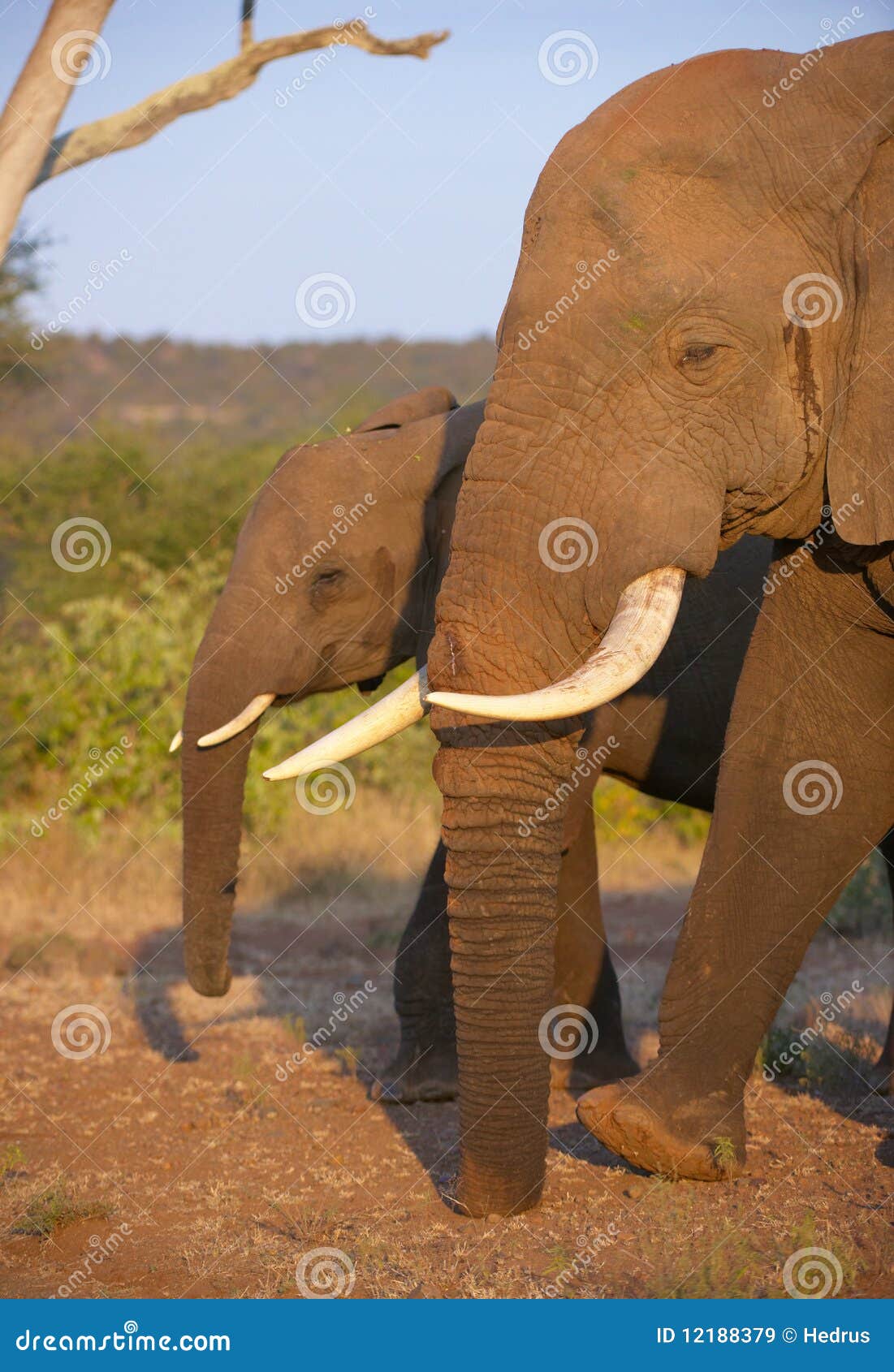 Large Elephant Bull with Calf Stock Image - Image of plants, ears: 12188379