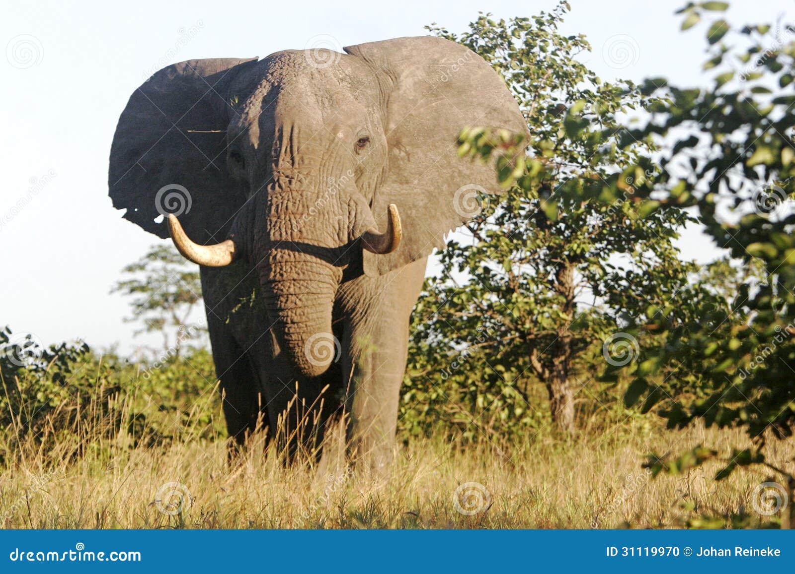 Large elephant bull stock photo. Image of color, forest - 31119970