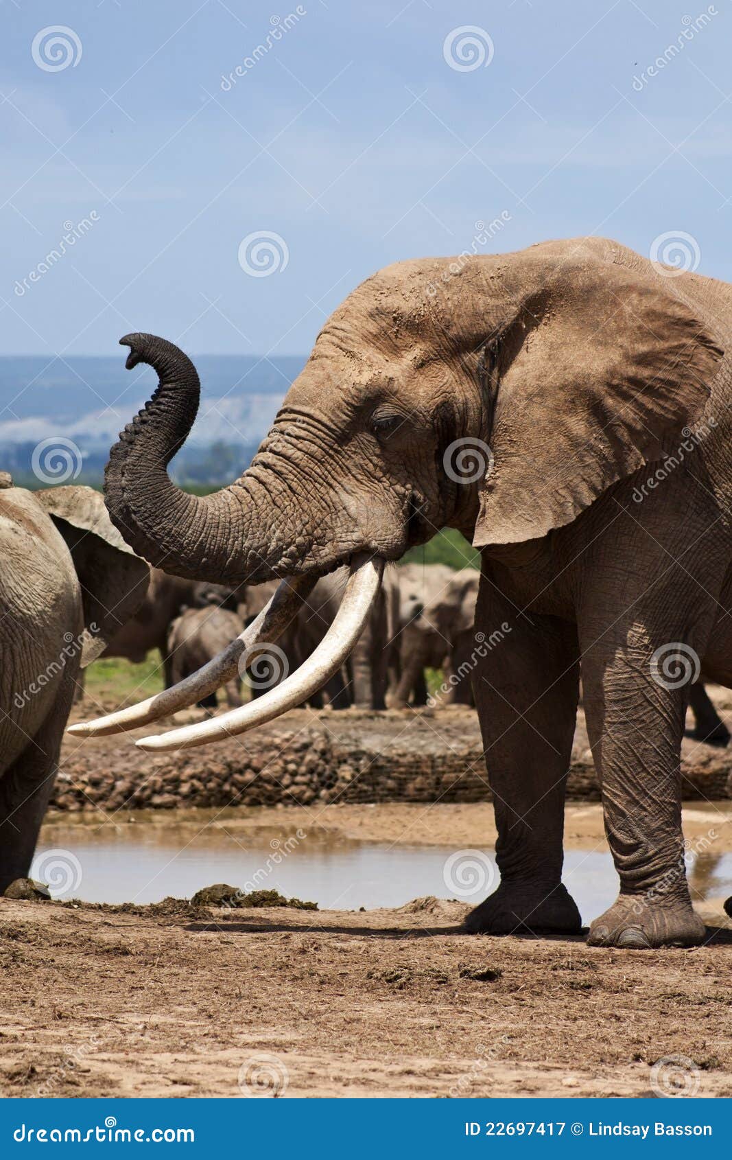 Large Elephant Standing In Crowded Museum Stock Image | CartoonDealer ...