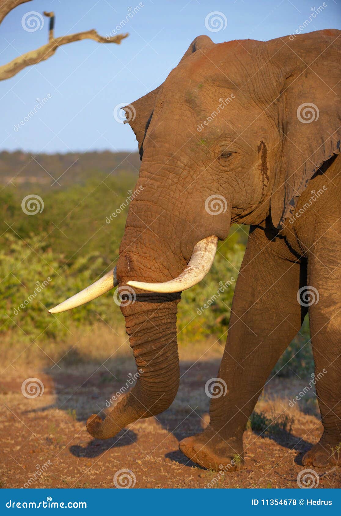 Large Elephant Bull in Savannah Stock Photo - Image of standing, safari ...