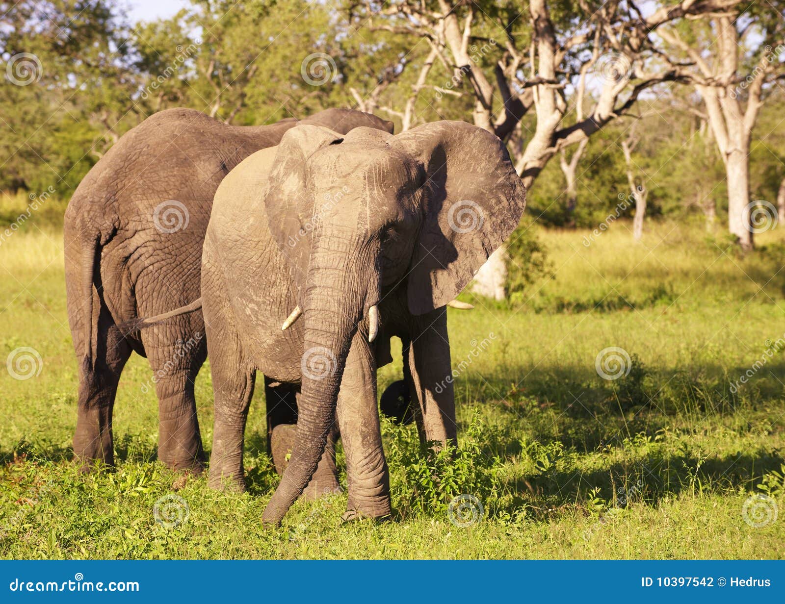 Large elephant bulls stock photo. Image of five, africa - 10397542