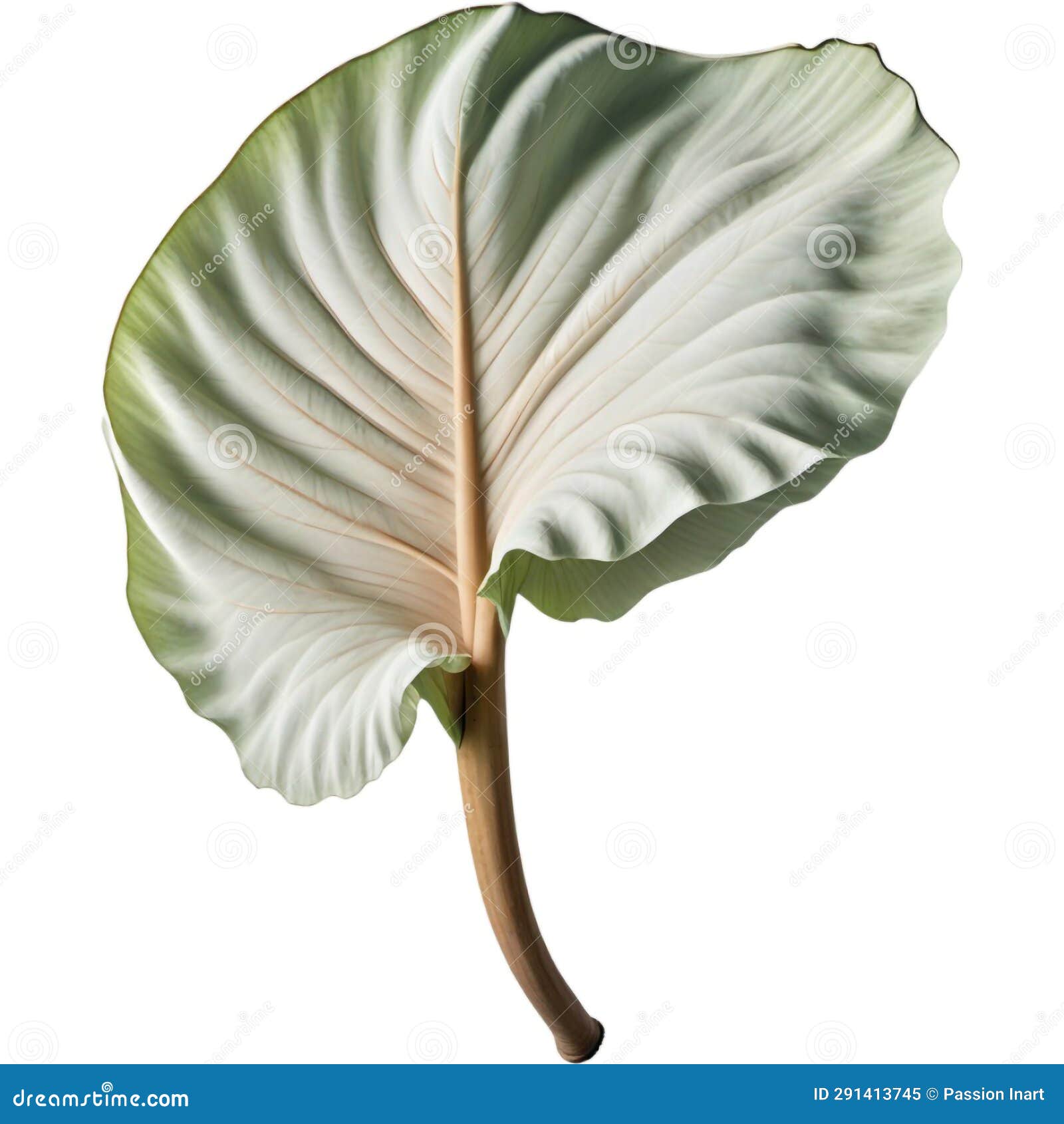 Large Elephant Ear Isolated on White Background Stock Illustration ...