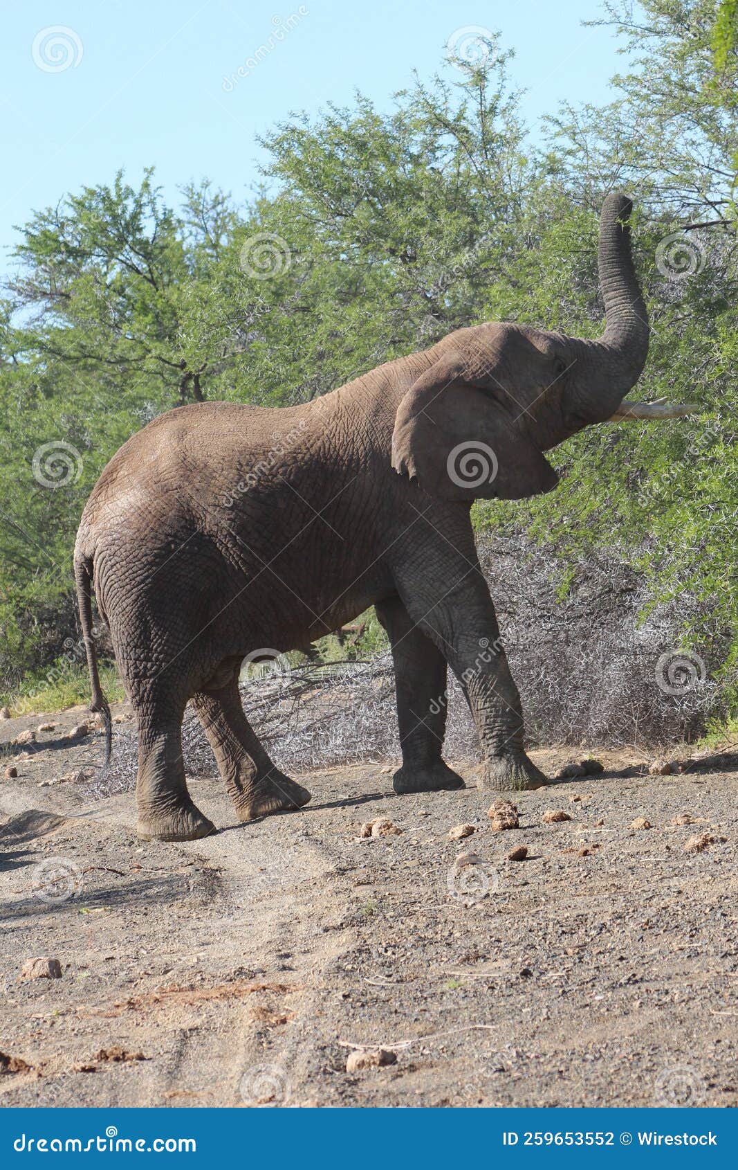 Large Elephant Eating Leaves from the Tree Stock Photo - Image of leaf ...