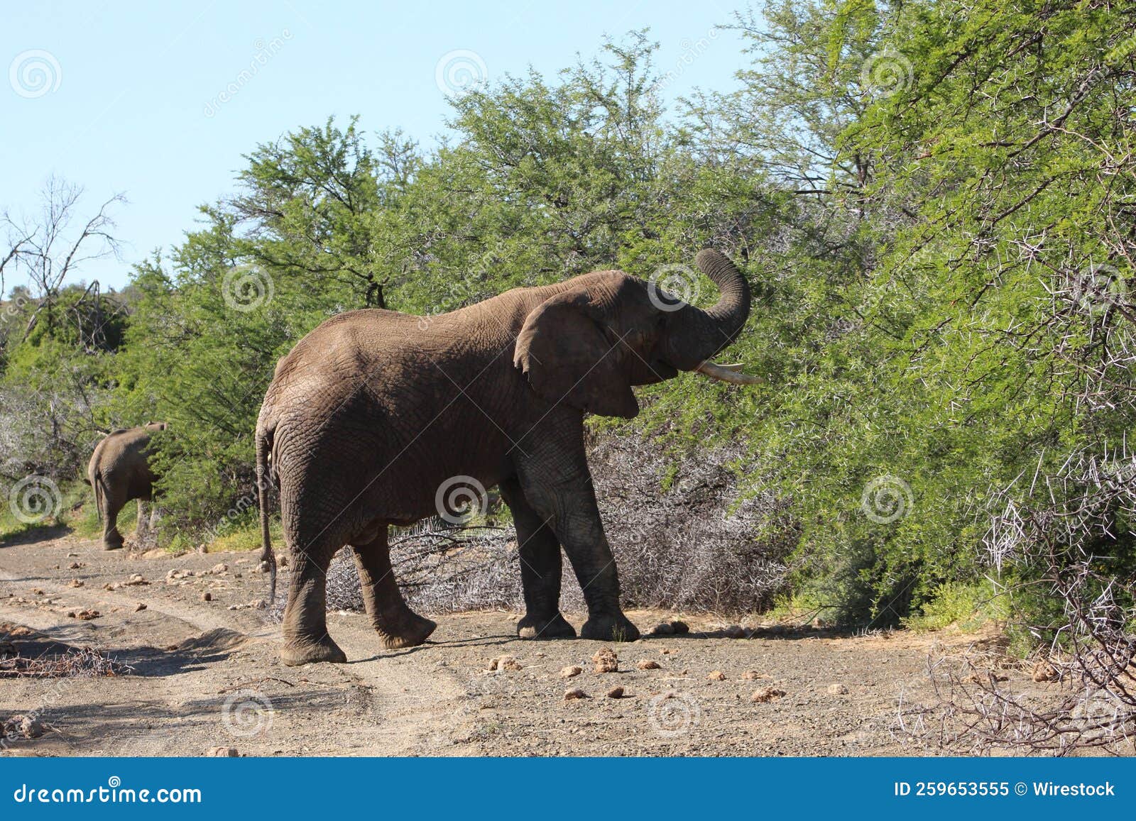 Large Elephant Eating Leaves from the Tree Stock Image - Image of ...