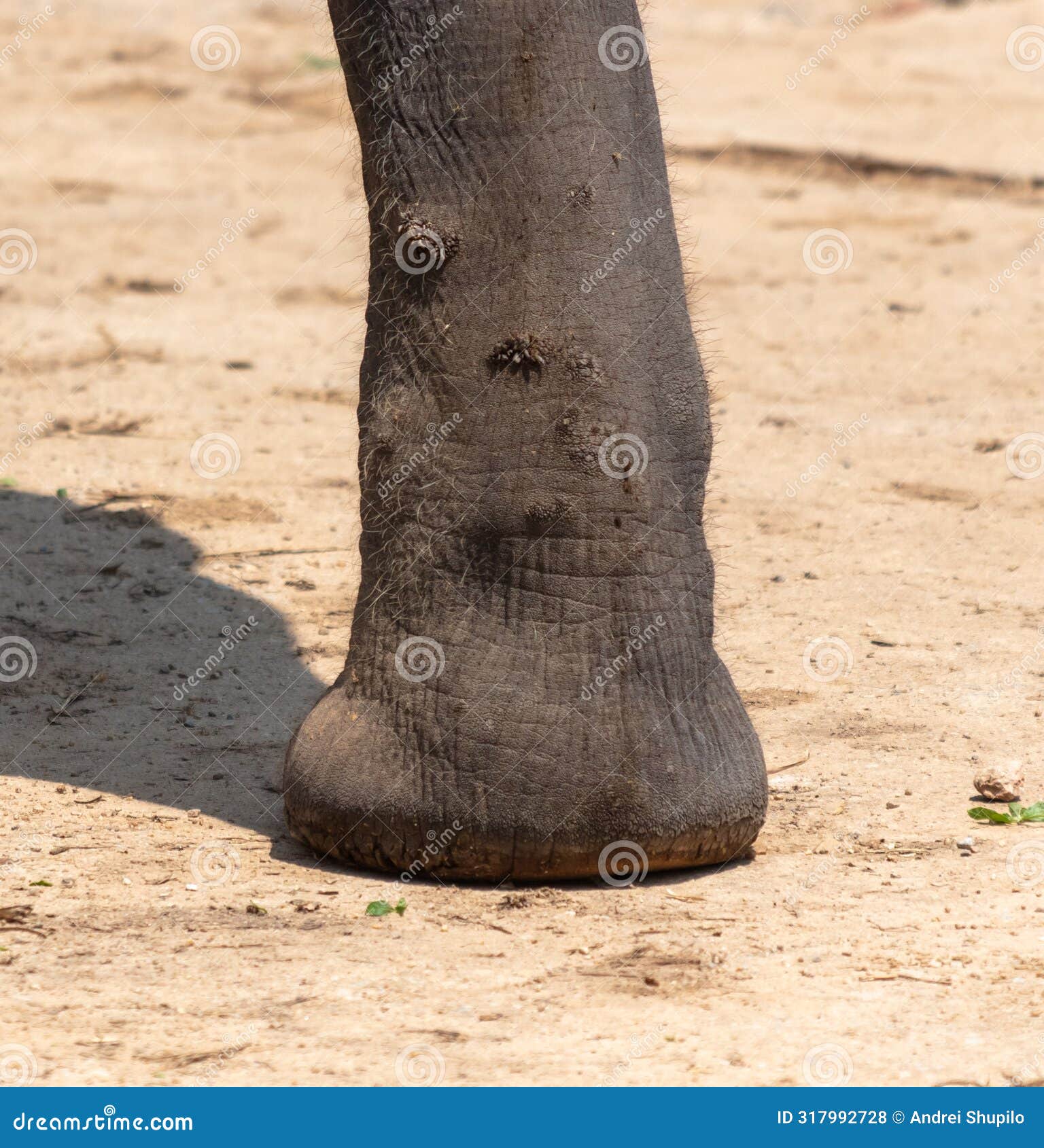 Large Elephant Feet Close Up Stock Photo - Image of thailand, pattern ...