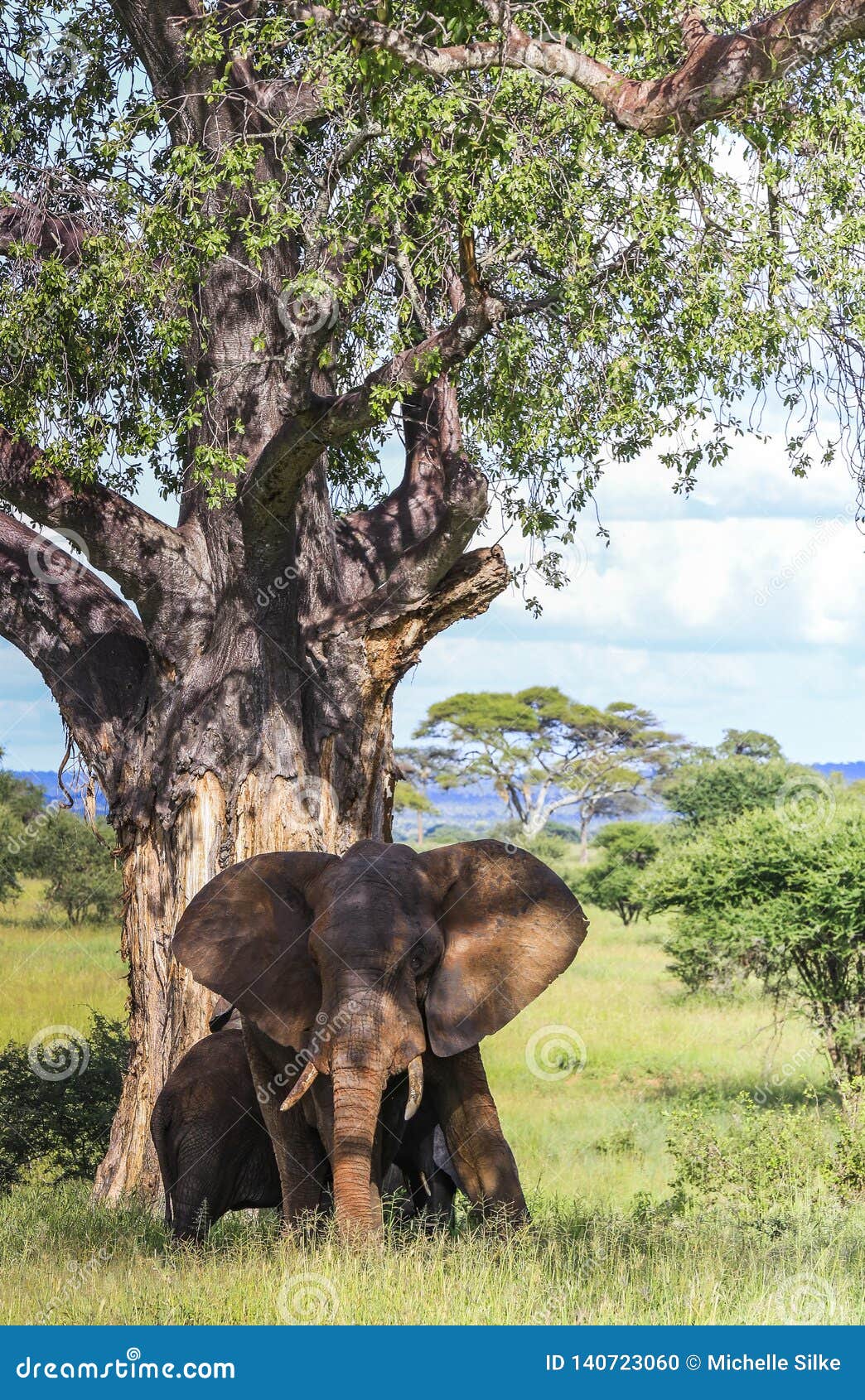 Large Elephant Under Tree with Ears Open in Defence Stock Photo - Image ...