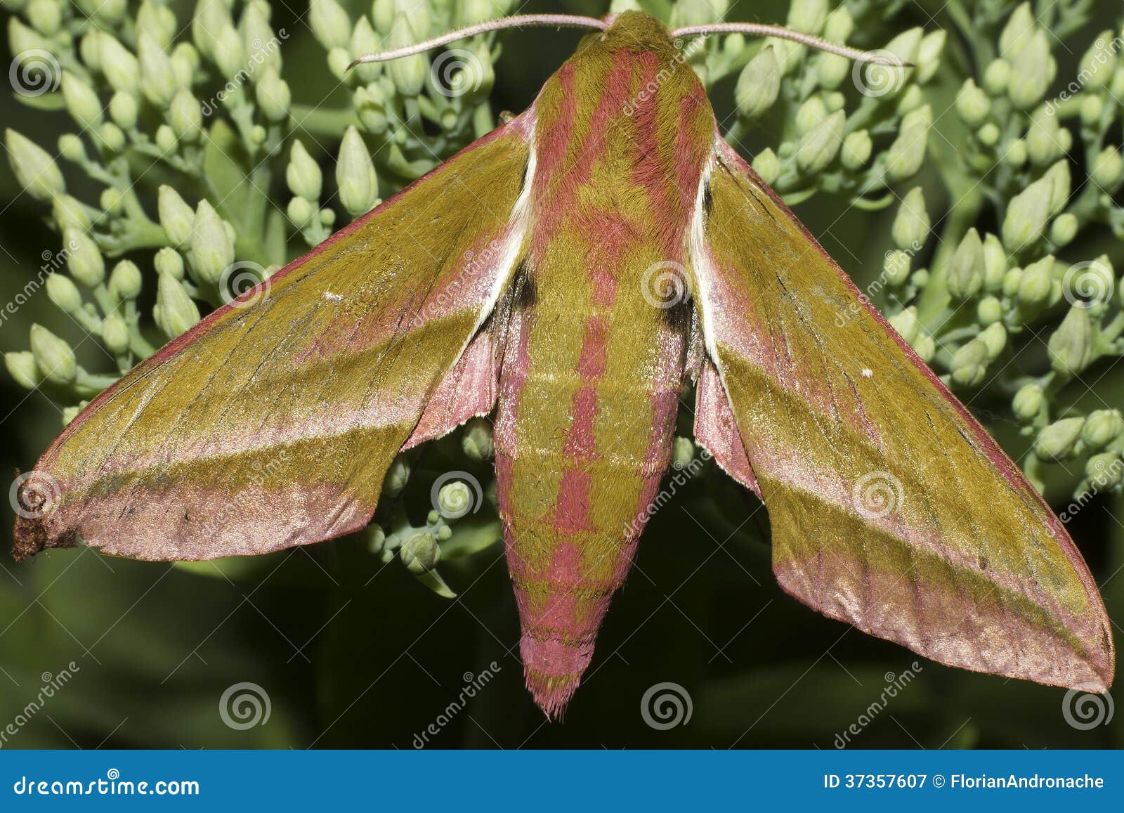 Elephant Hawk-moth Caterpillars (Deilephila Elpenor) Stock Image ...