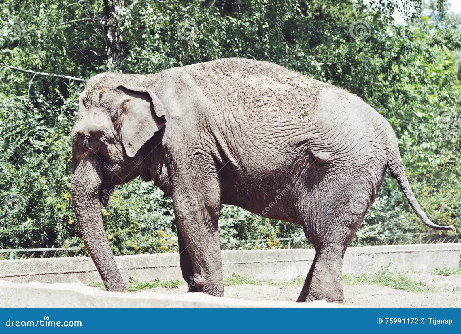 Large Elephant in Nature, Side View Stock Photo - Image of side, nature ...
