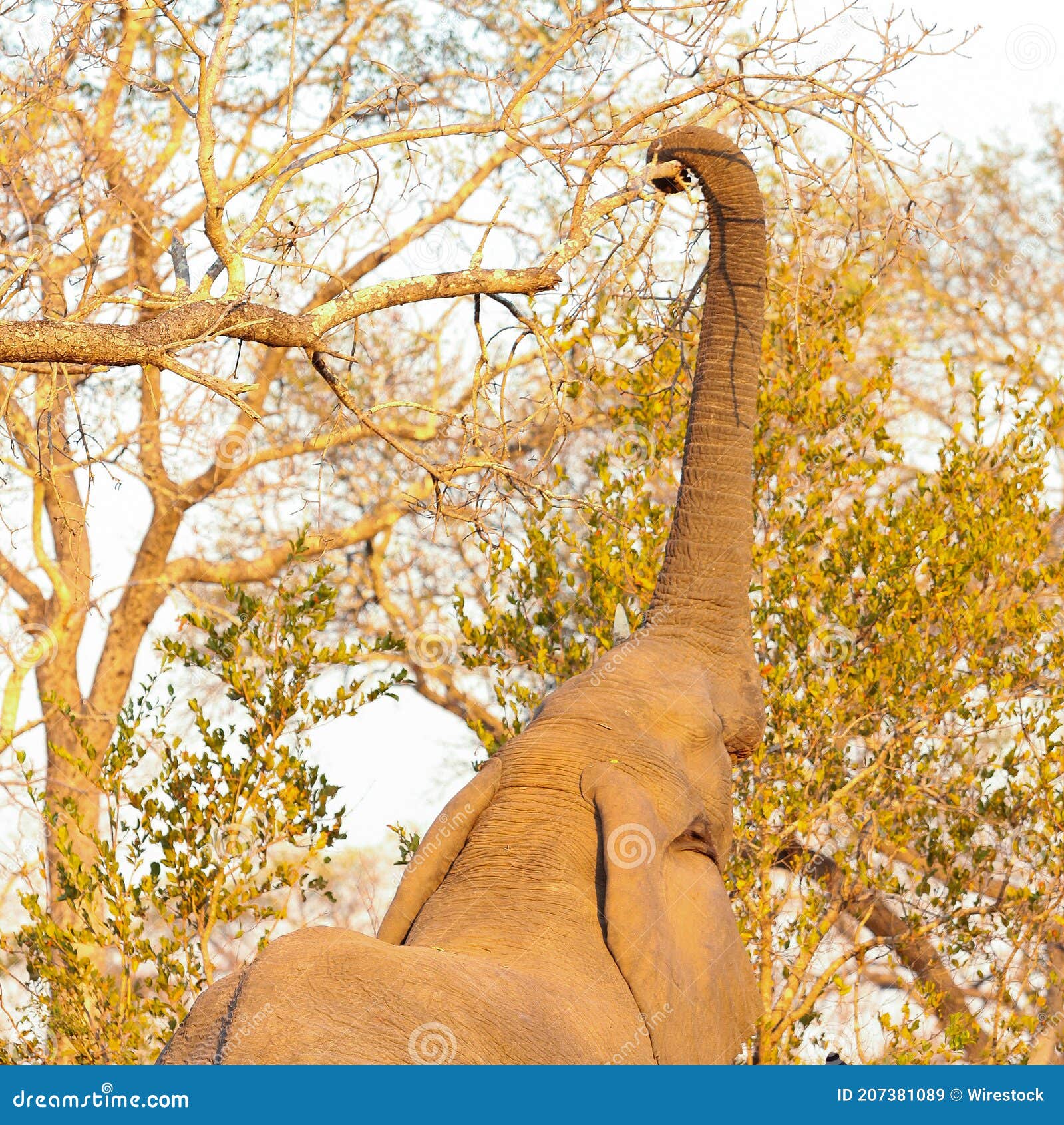 Large Elephant Reaching a Tree Branch with Its Trunk Stock Image ...