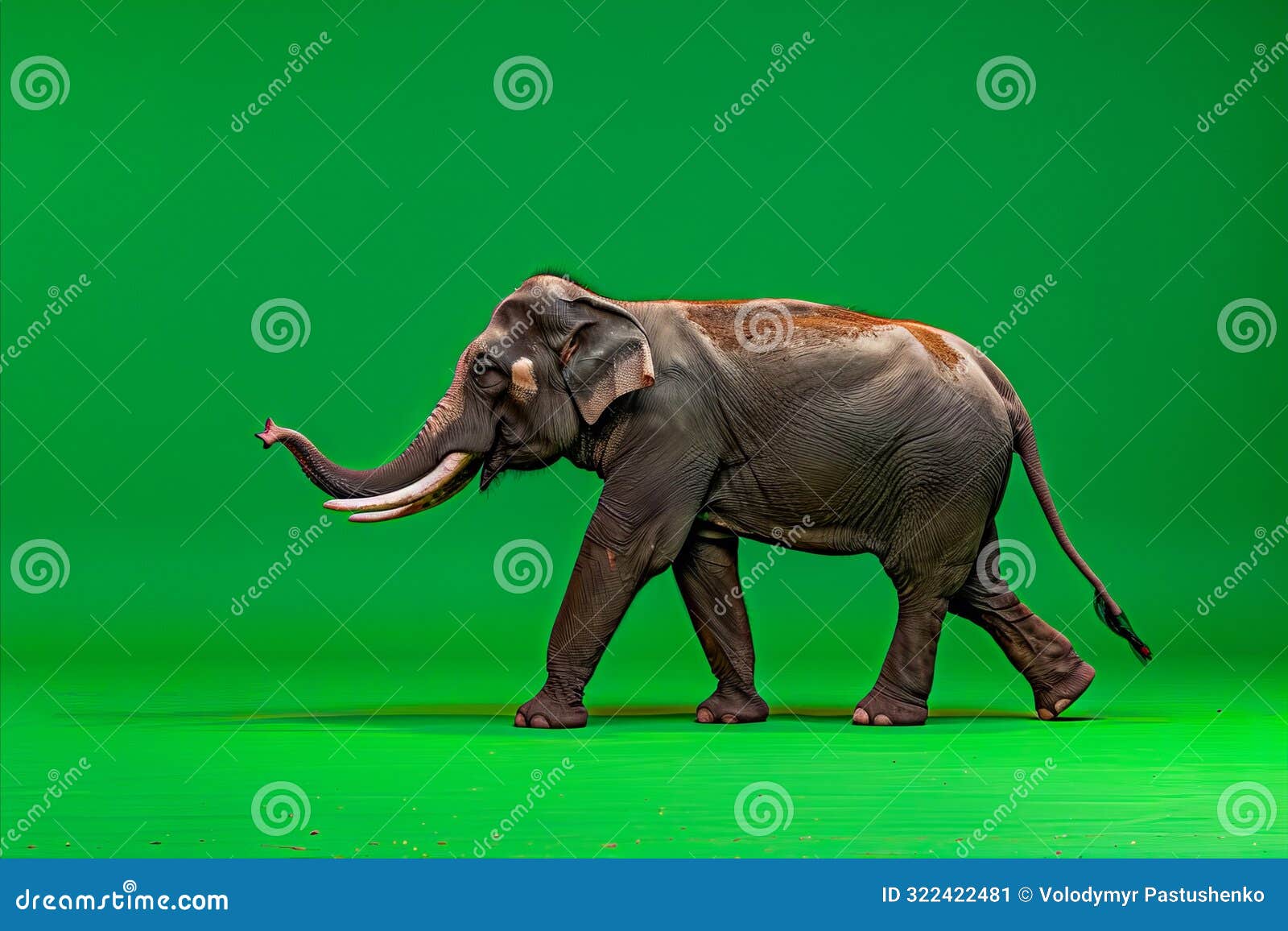 A Large Elephant Walking on a Green Screen Stock Image - Image of ...