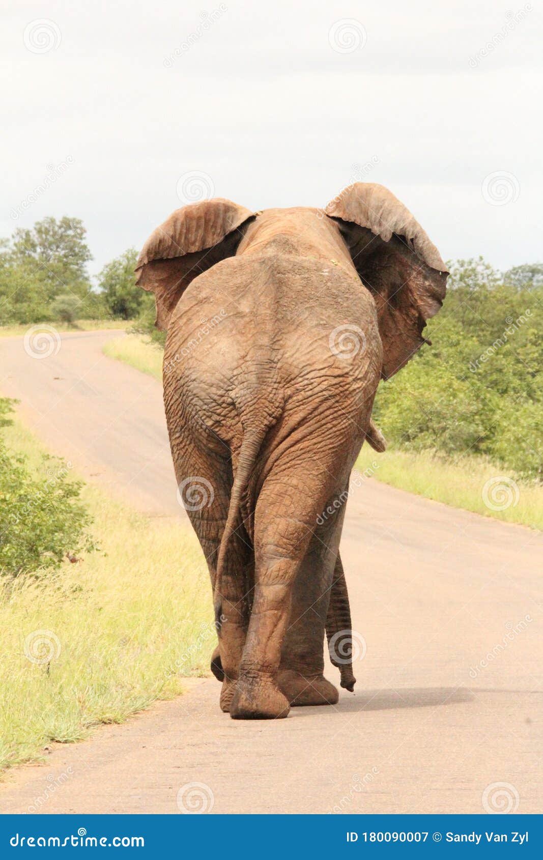Elephant Walking in the Road Stock Image - Image of elephantlove, big5 ...