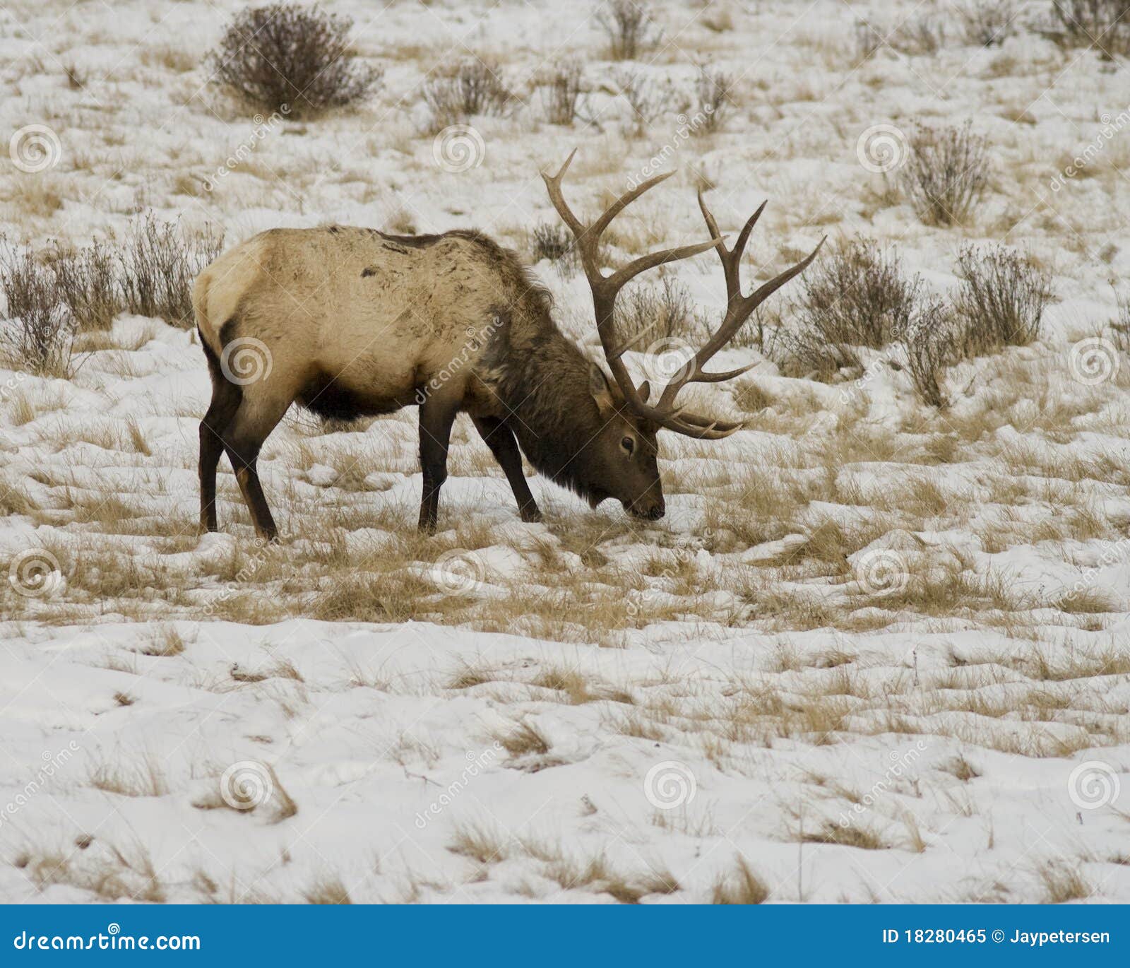 Large Elk stock image. Image of winter, grazing, national - 18280465